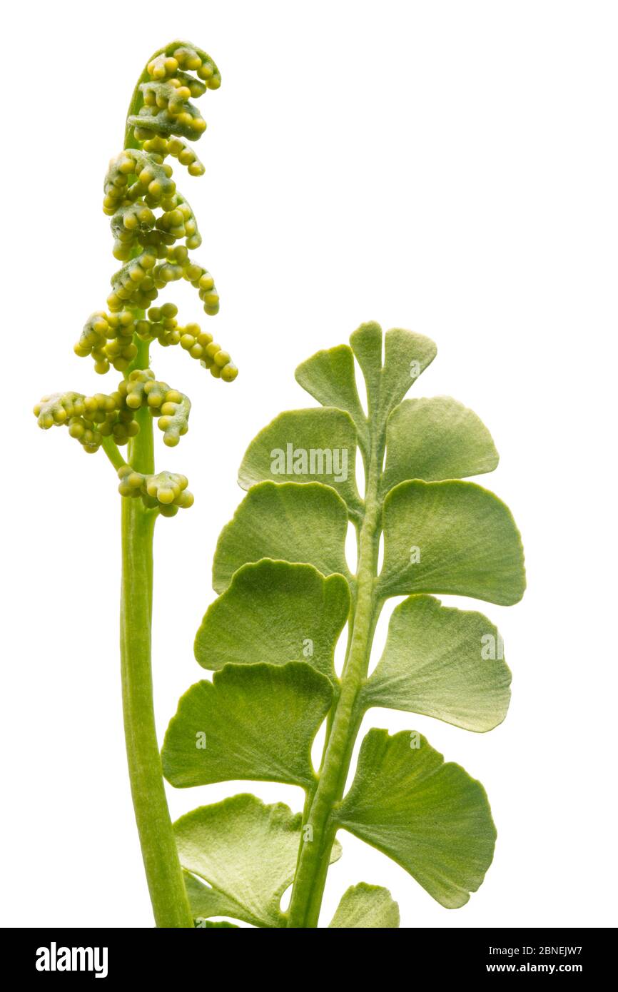 Moonwort (Botrychium lunaria), photographed against a white background ...