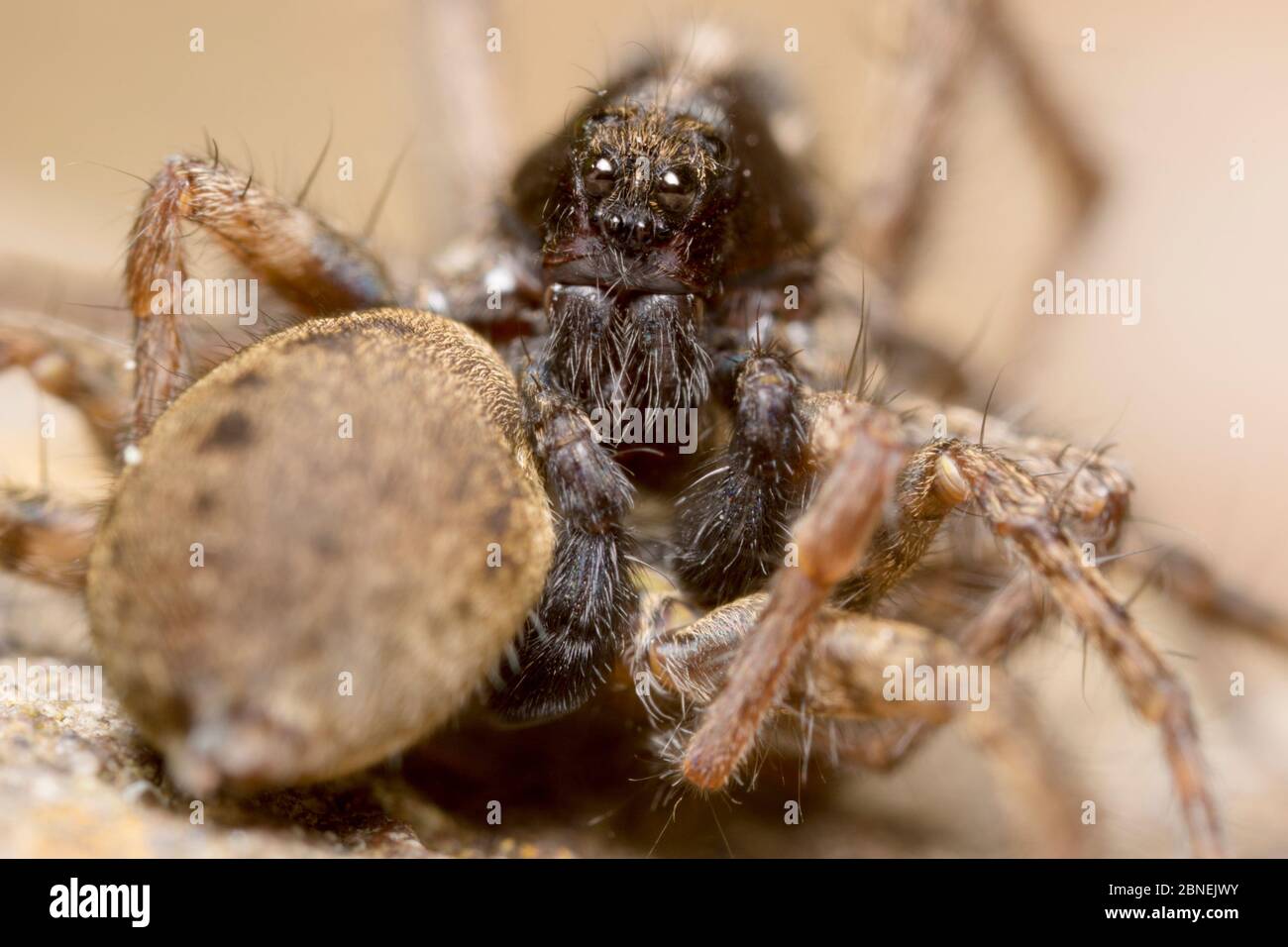 Wolf Spiders (Pardosa sp.) mating, with male on top of female reaching ...