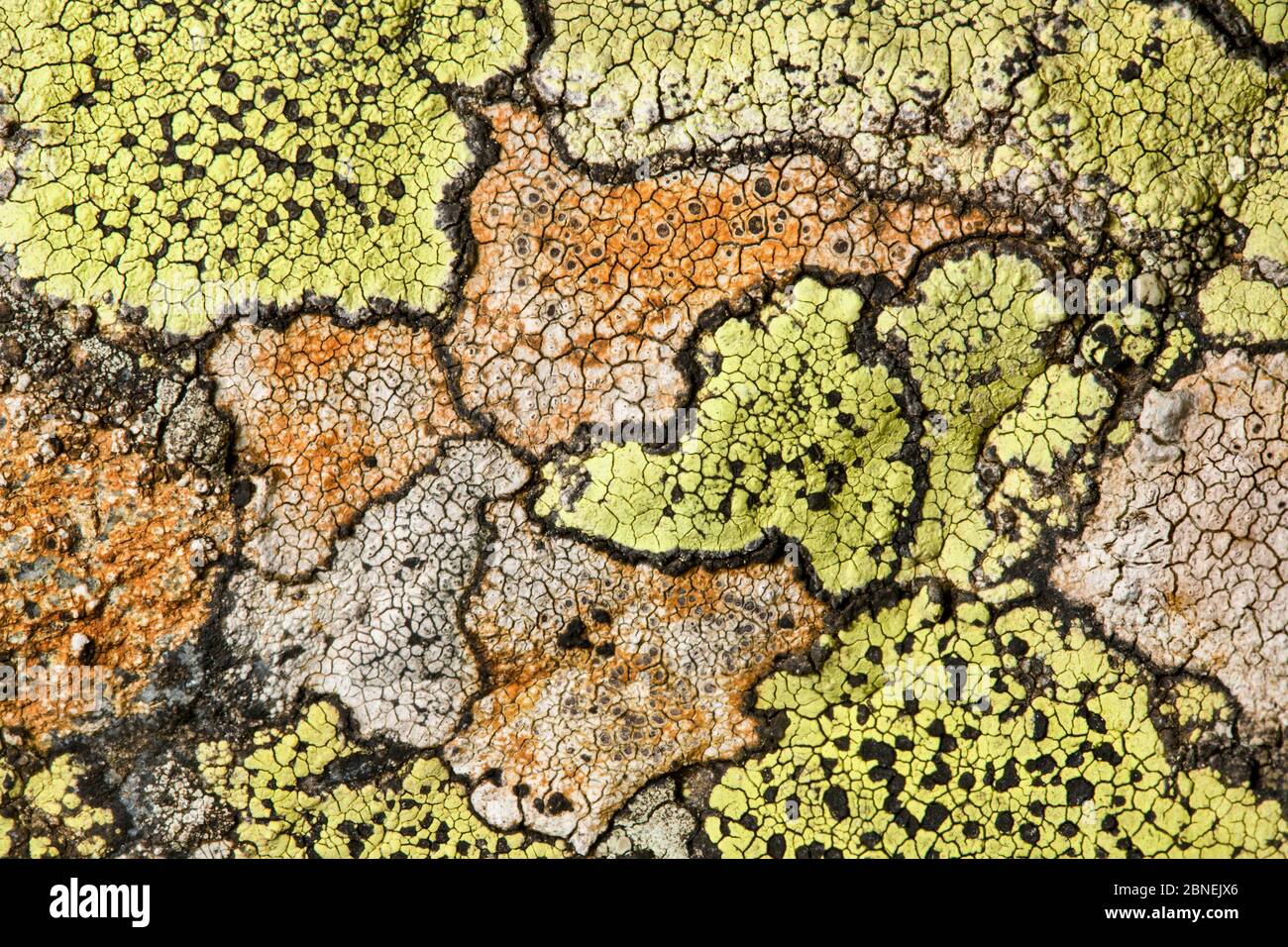 Map lichen (Rhizocarpon geographicum) growing on schist boulder ...