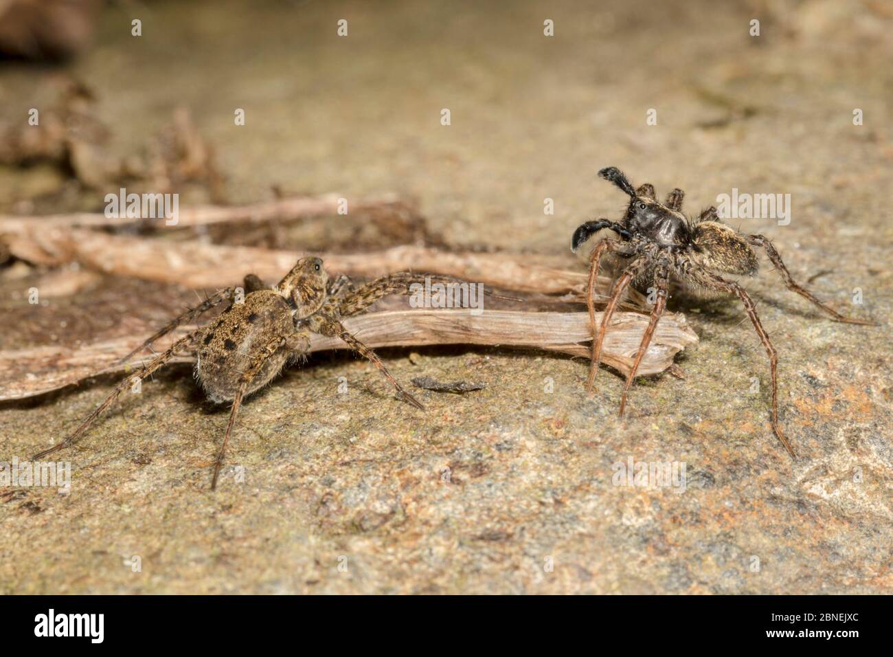 Wolf Spiders (Pardosa sp.), male RIGHT waving palps in courtship ...