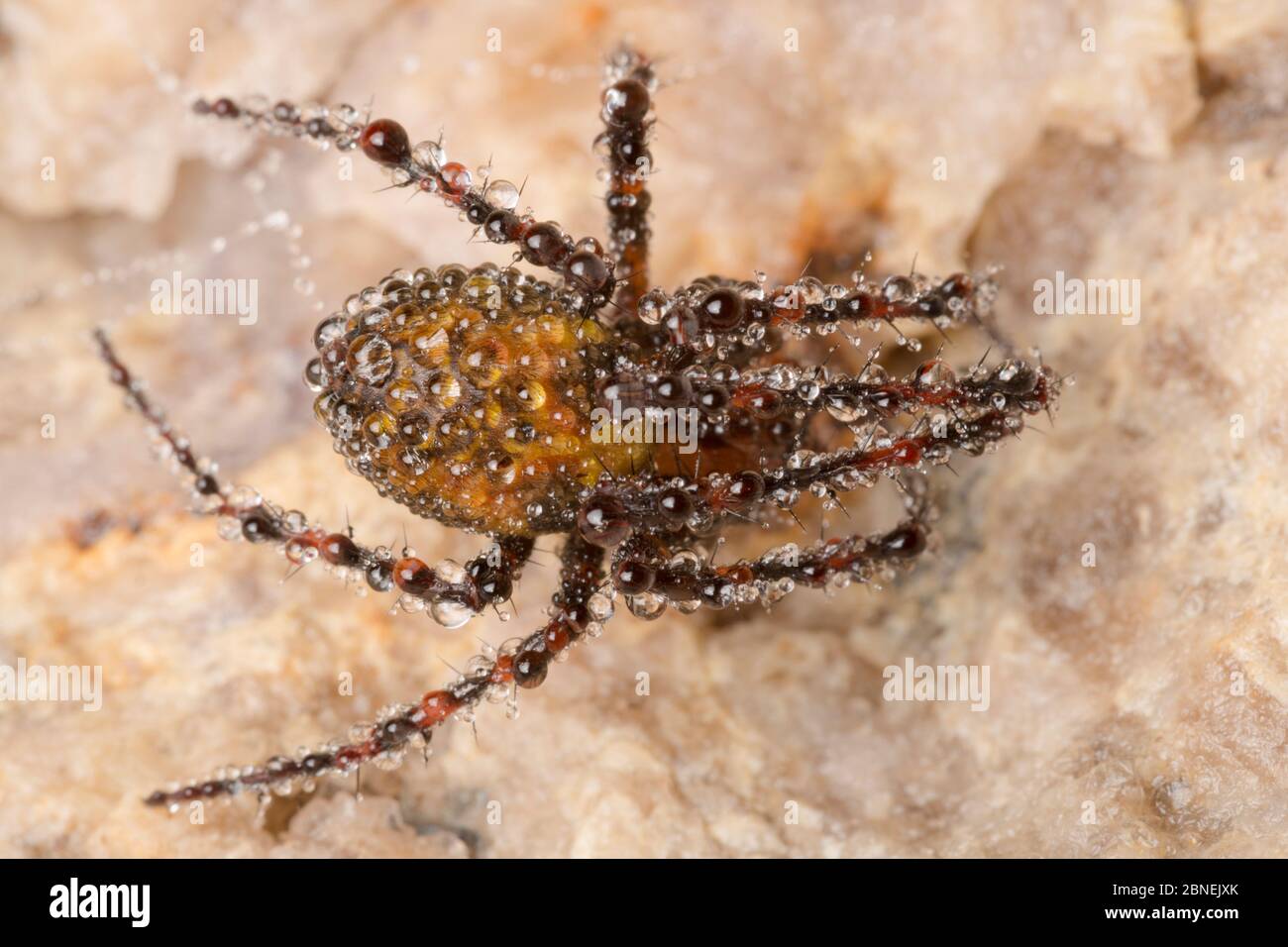 European Cave Spider (Meta menardi) covered in water droplets in a ...