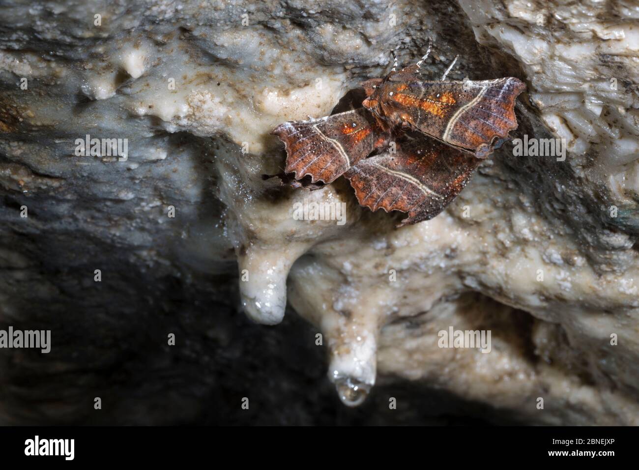 Moth in a cave hi-res stock photography and images - Alamy