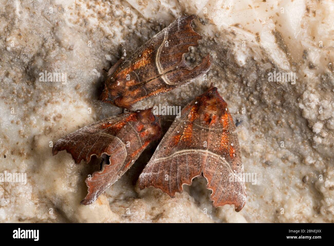 Herald Moths (Scoliopteryx libatrix) hibernating in a limestone cave ...