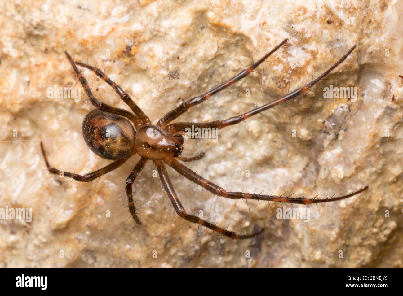 European Cave Spider (Meta menardi) in limestone cave. Peak District ...