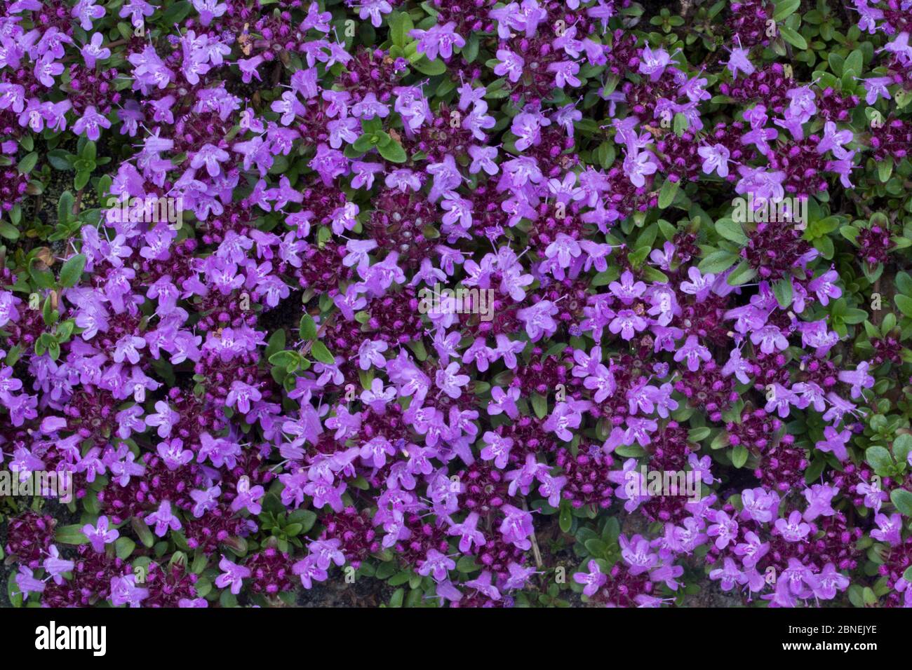 Wild / Creeping Thyme (Thymus polytrichus) Nordtirol, Austrian Alps ...