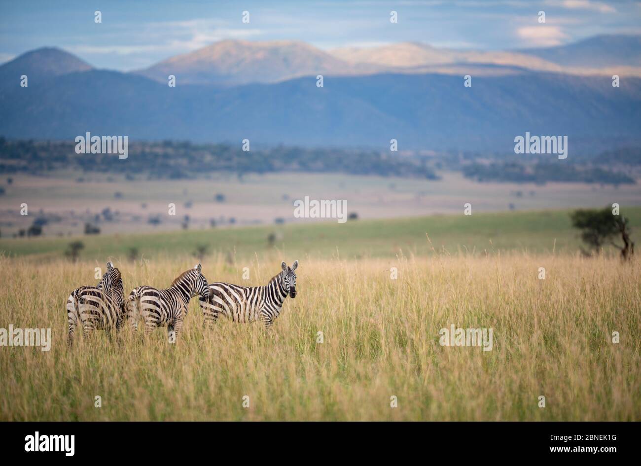 Zebra (Equus quagga) small group stood in the grass with landscape ...