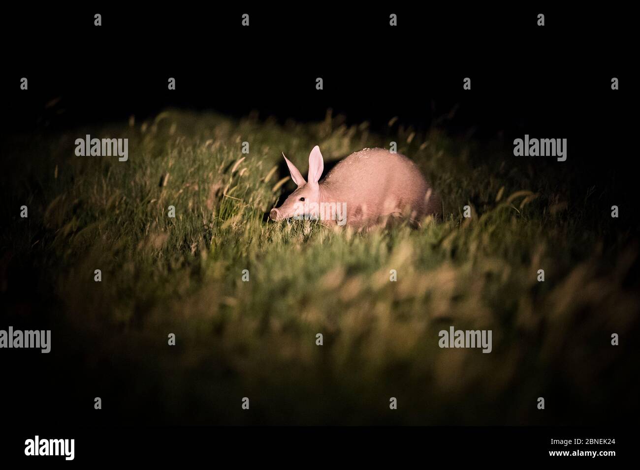 Antbear hi-res stock photography and images - Alamy