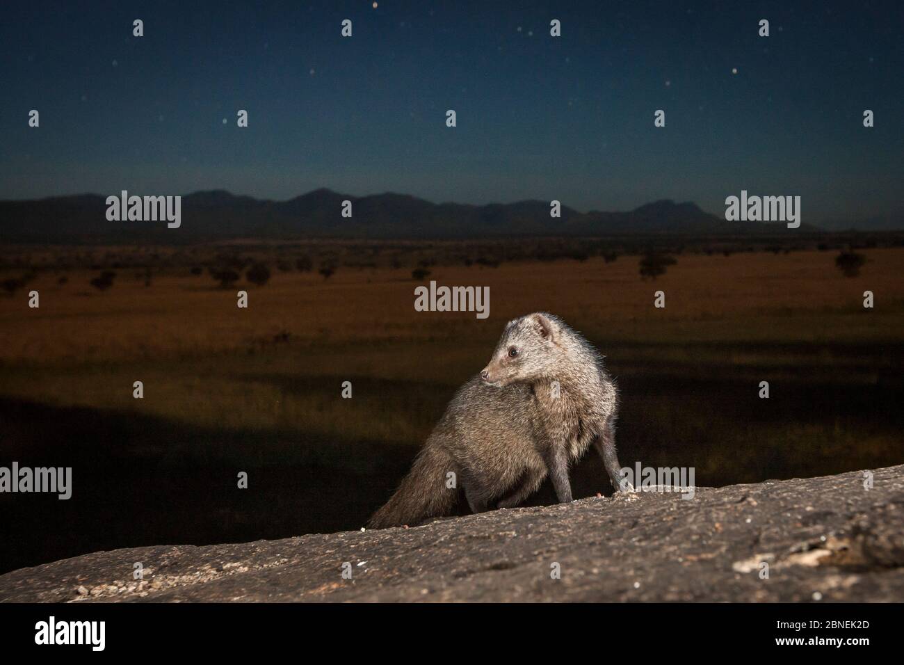 White-tailed mongoose (Ichneumia albicauda) climbing over rock in the ...