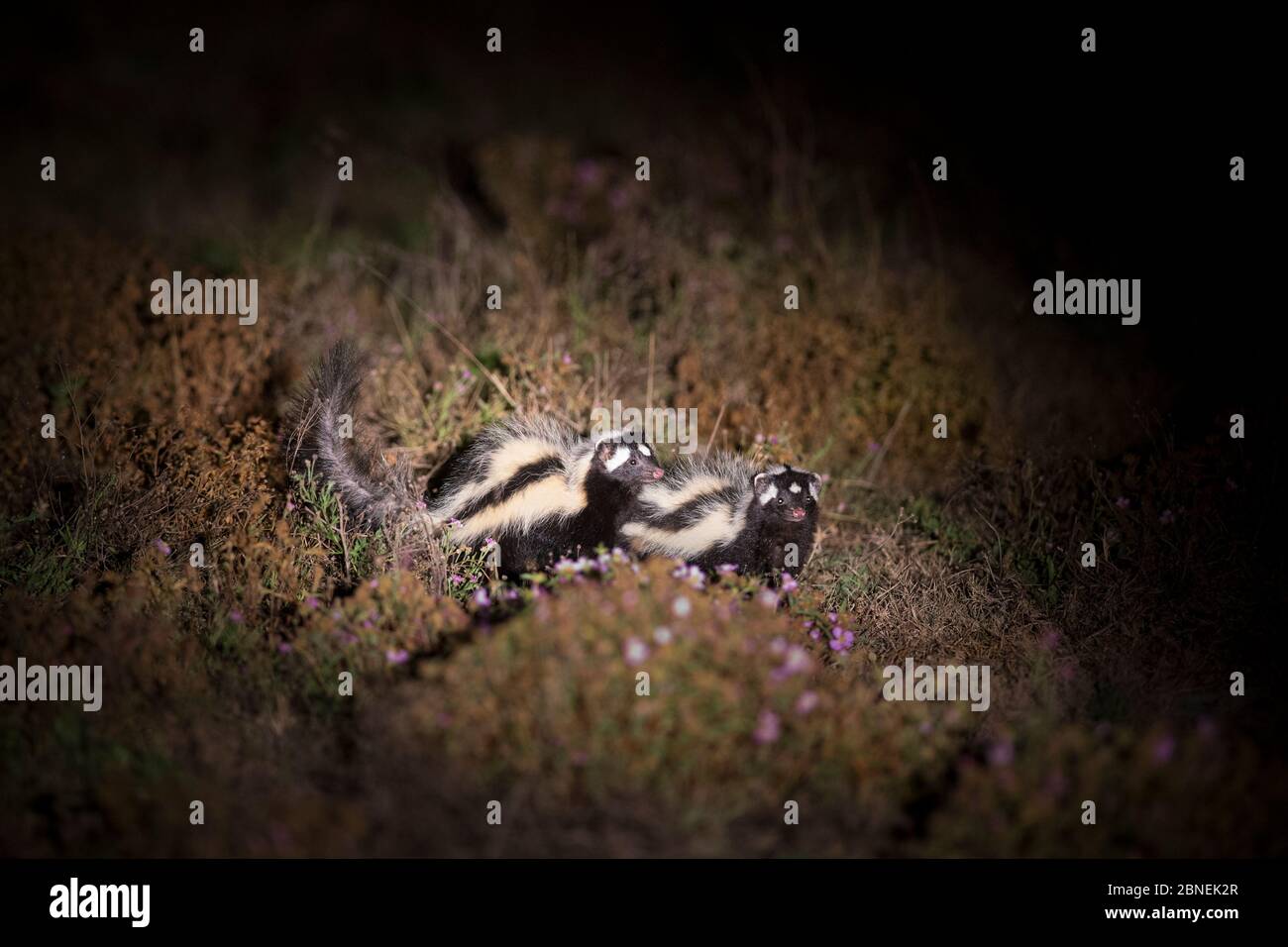 Striped polecat (Ictonyx striatus) pair lit up by light. Liuwa Plain ...