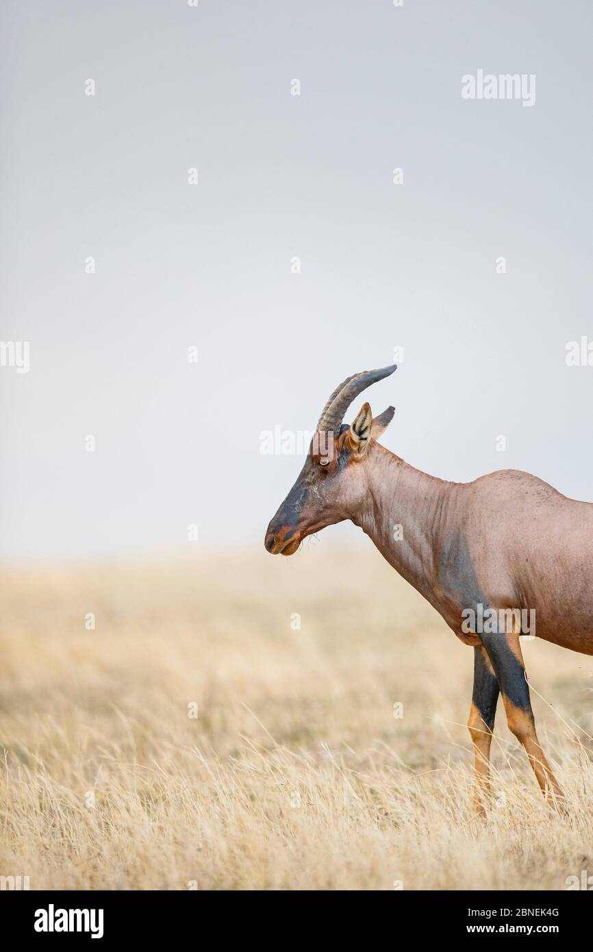 Damaliscus lunatus jimela hi-res stock photography and images - Alamy
