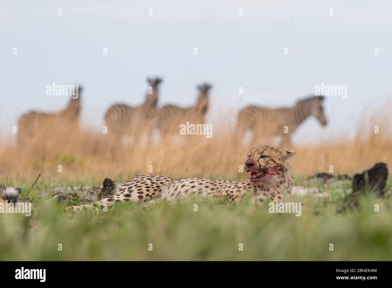 Cheetah hunting zebra hi-res stock photography and images - Alamy