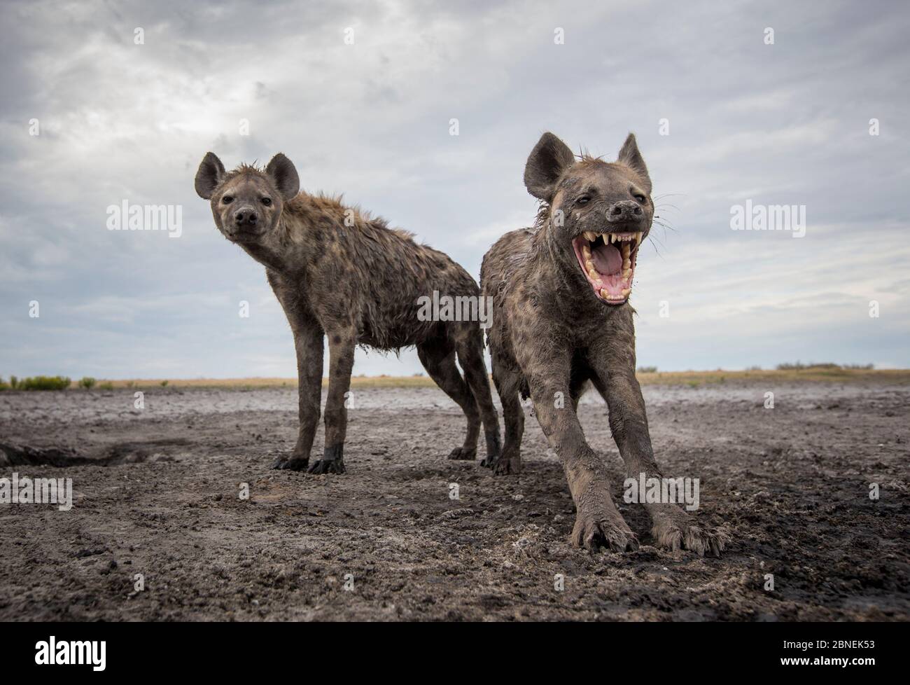 Spotted hyena yawning hi-res stock photography and images - Alamy