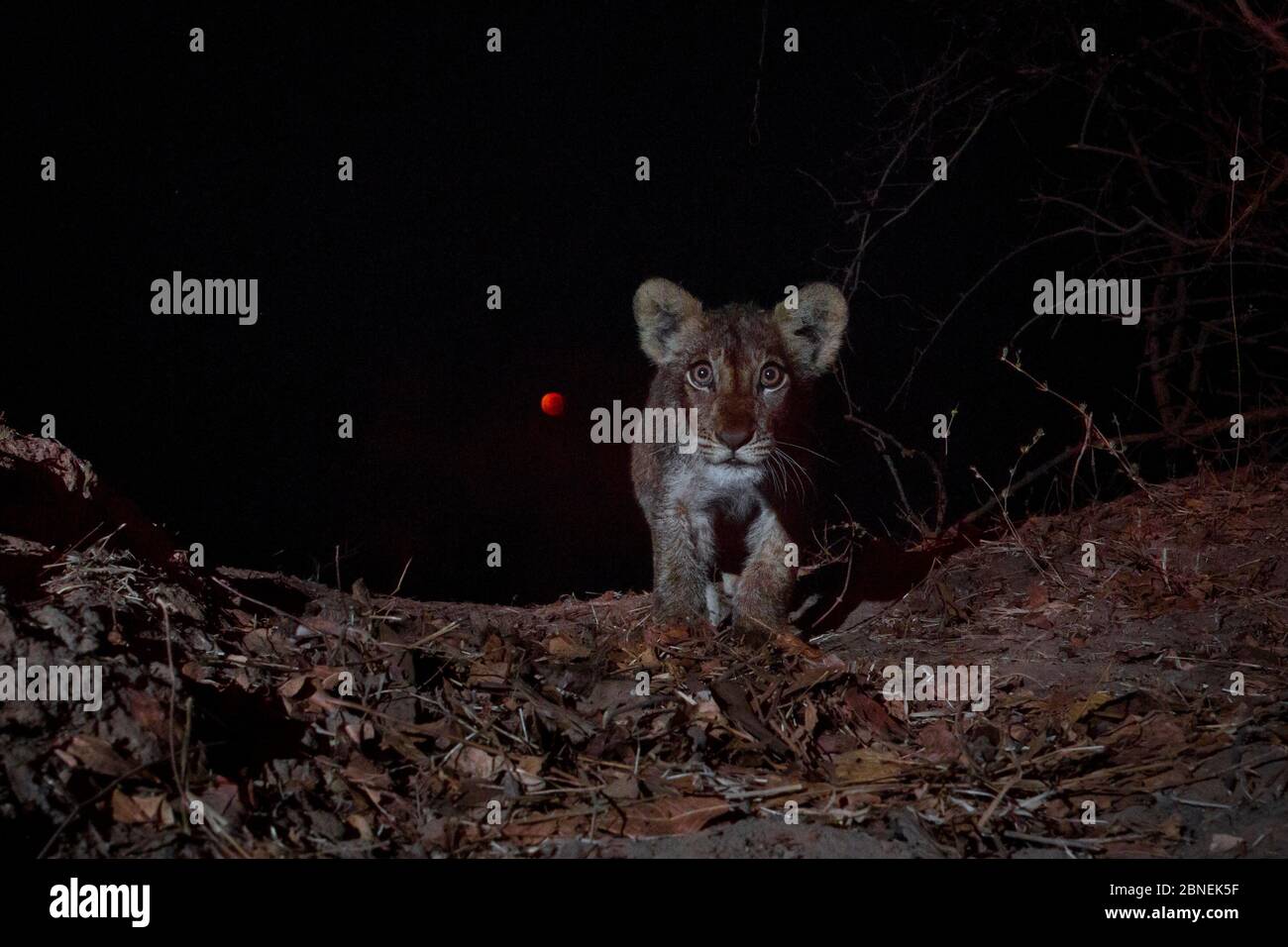 Lion Night Walking High Resolution Stock Photography and Images - Alamy