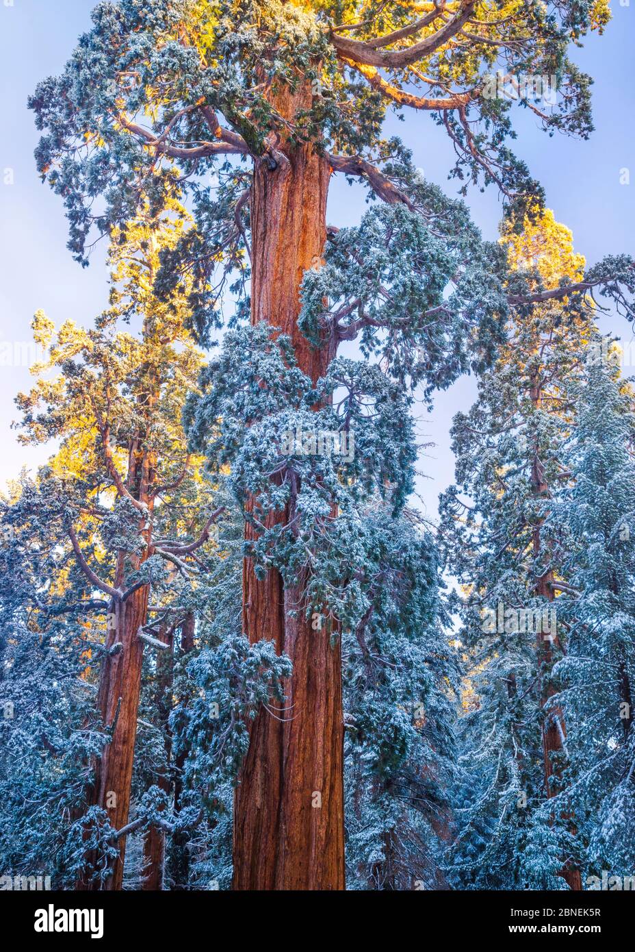 First rays of golden sunshine hit Giant Sequoias (Sequoiadendron ...