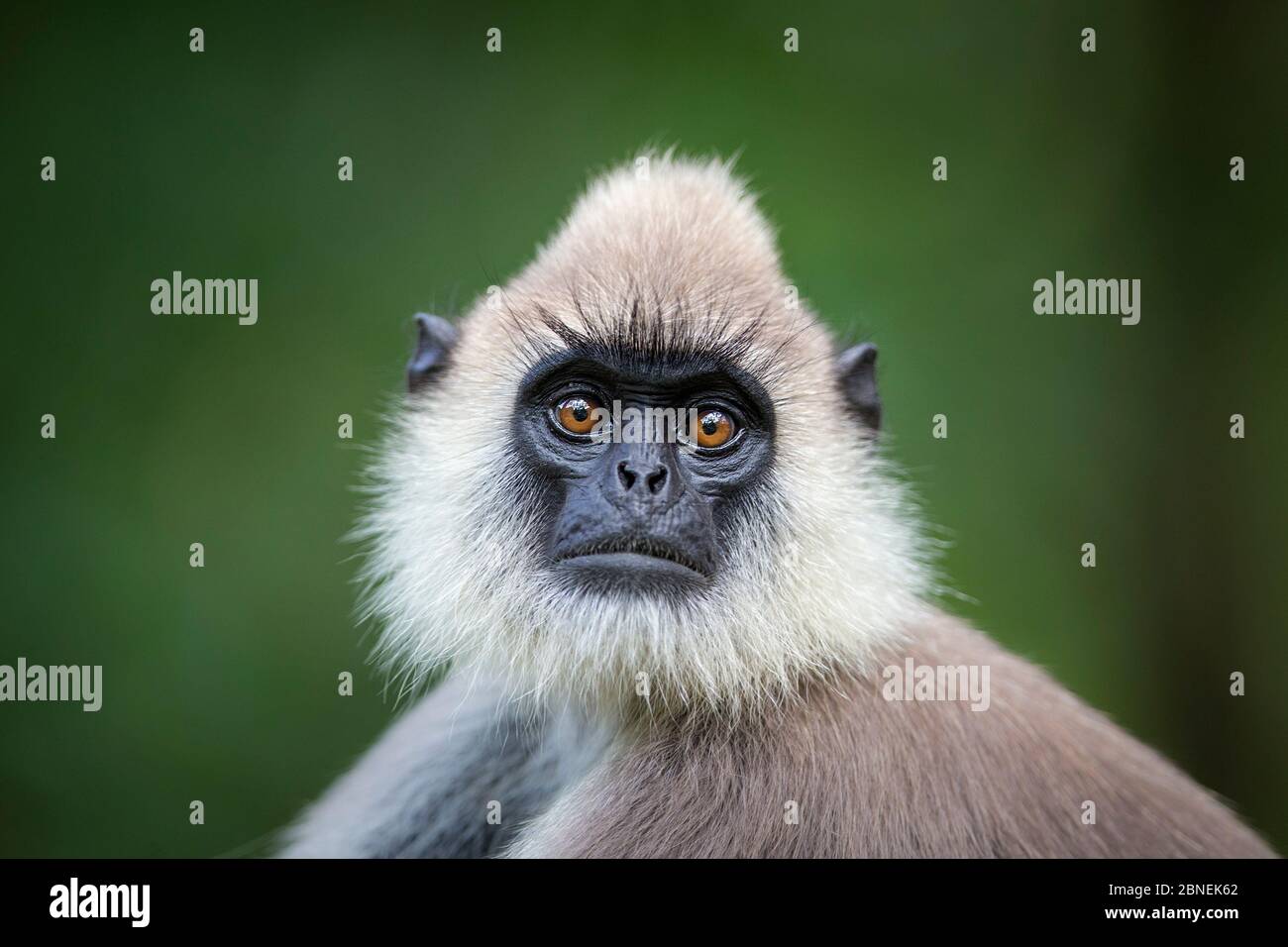 Tufted gray langur (Semnopithecus priam) Close up portrait of head and ...