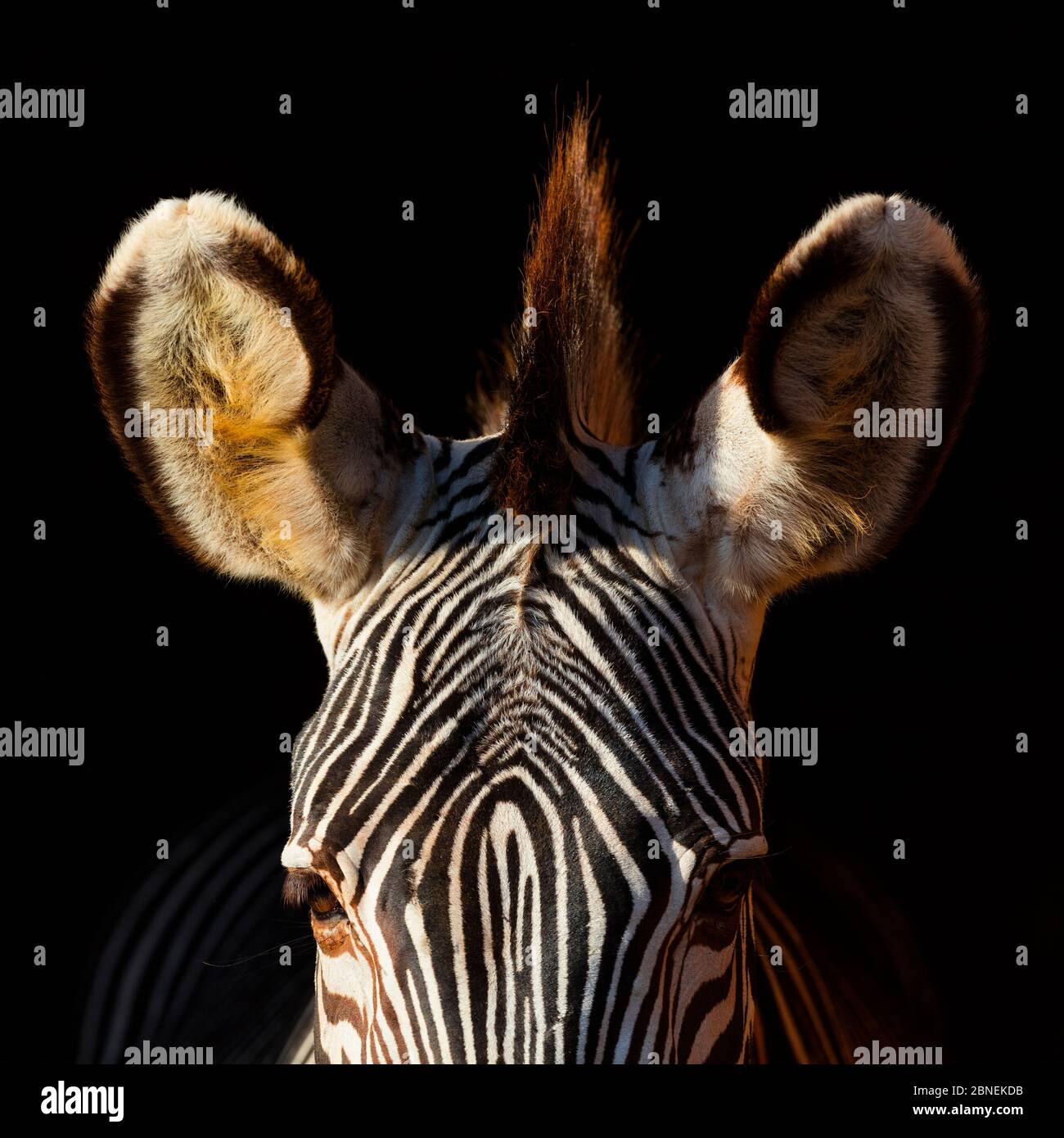 Grevy's zebra (Equus grevyi) close up ears, captive Stock Photo - Alamy