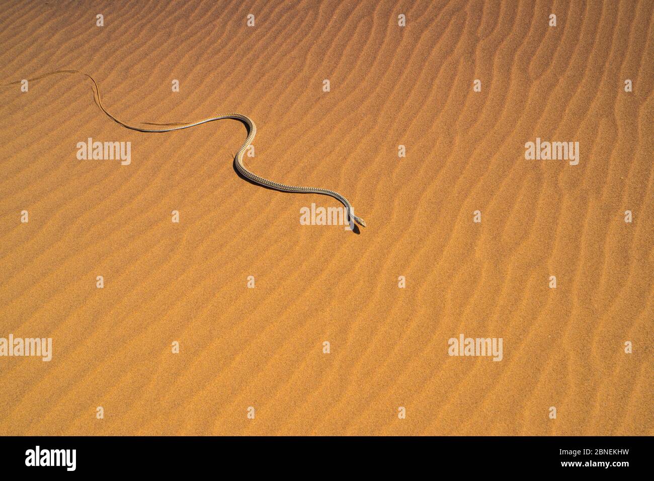 Namib sand snake (Psammophis namibensis) in sand dunes, Swakopmund ...