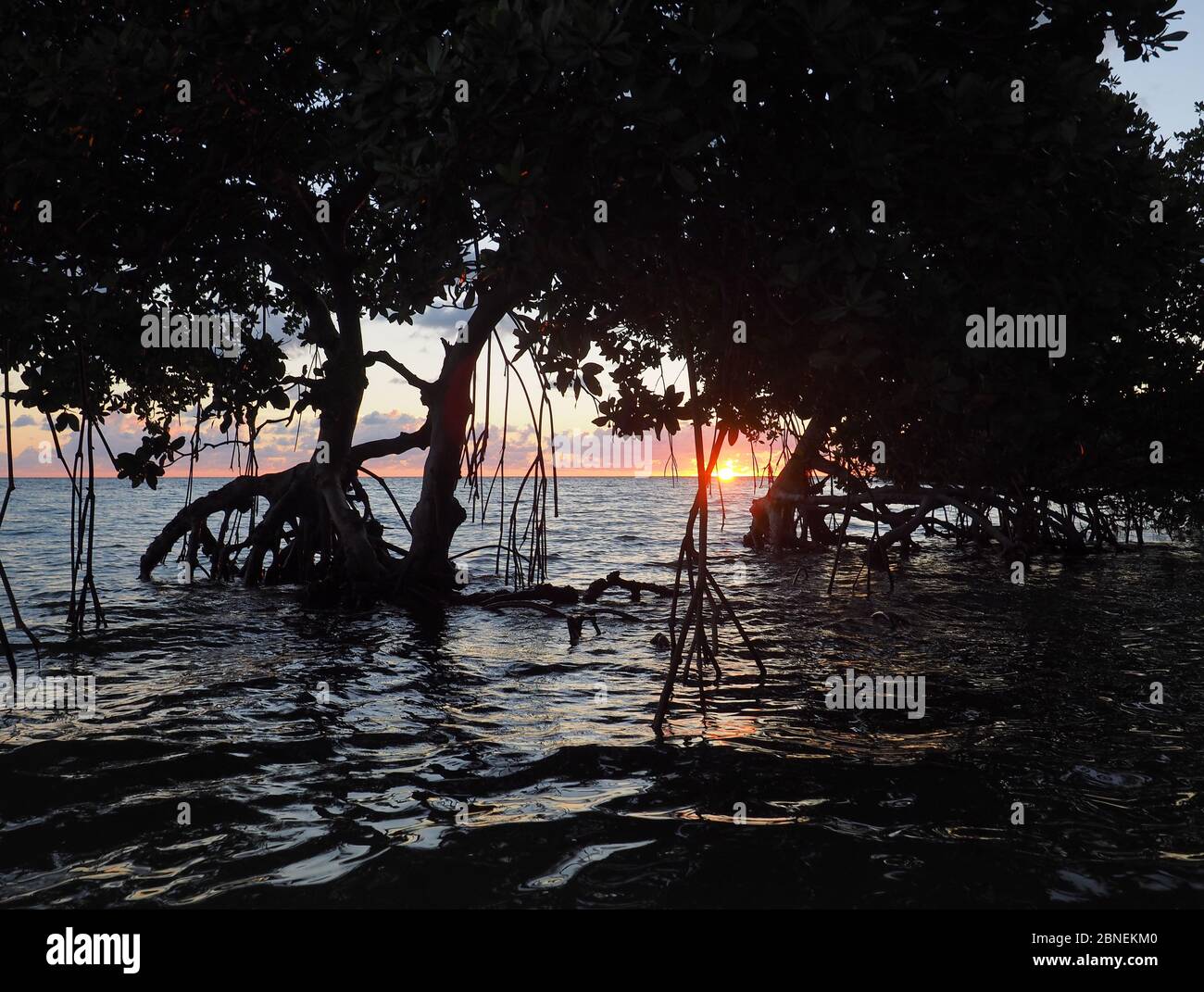 Mangrove tree at sunrise in Bear Cut off Key Biscayne, Florida on windy ...
