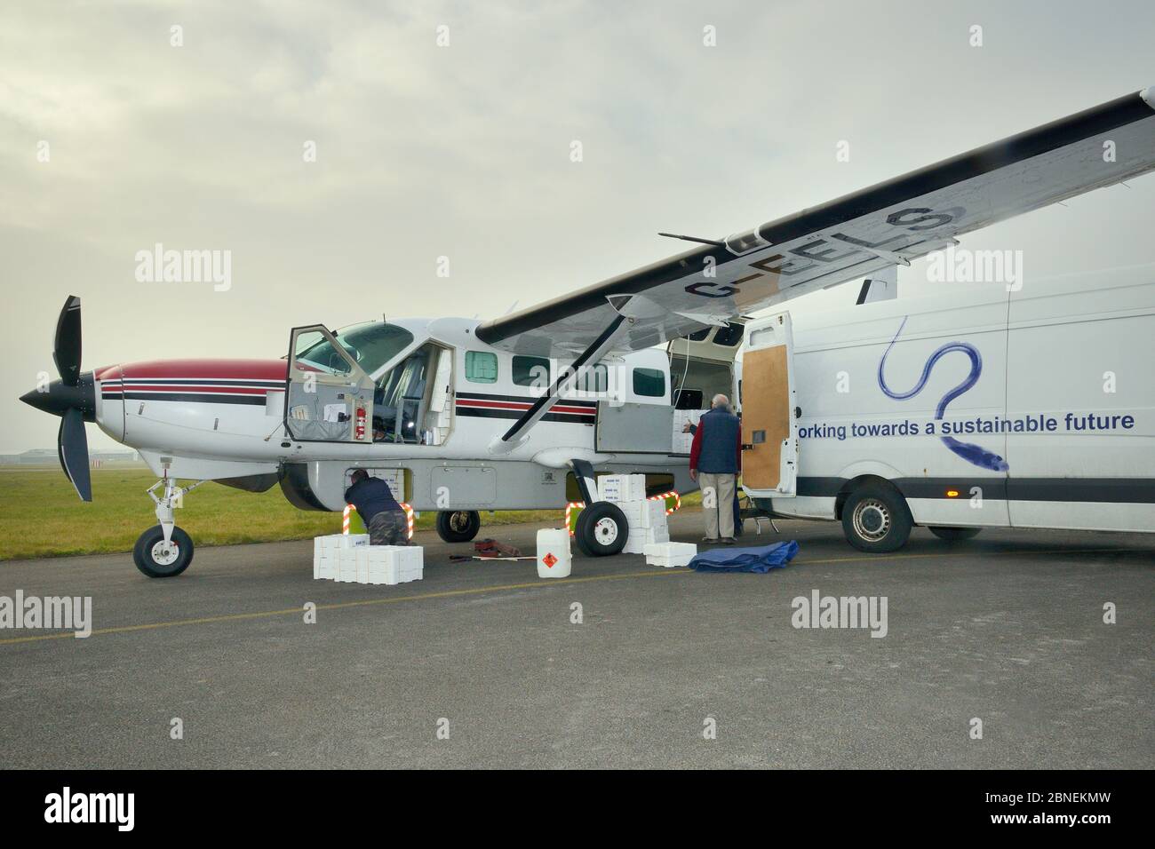 Glass eels, young European eel (Anguilla anguilla) elvers, packaged in ...