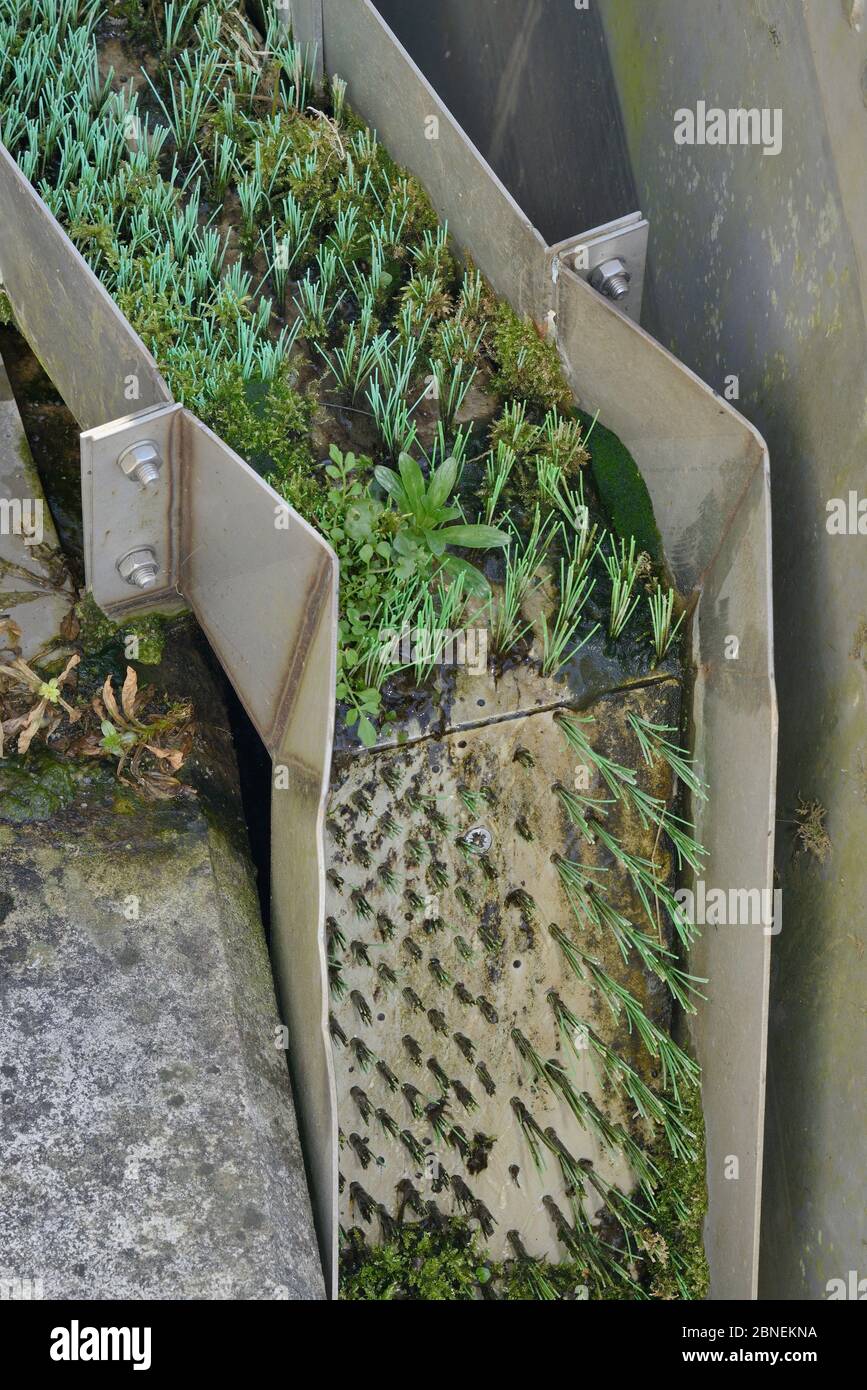 Eel pass with clumps of nylon bristles to allow migration of young ...