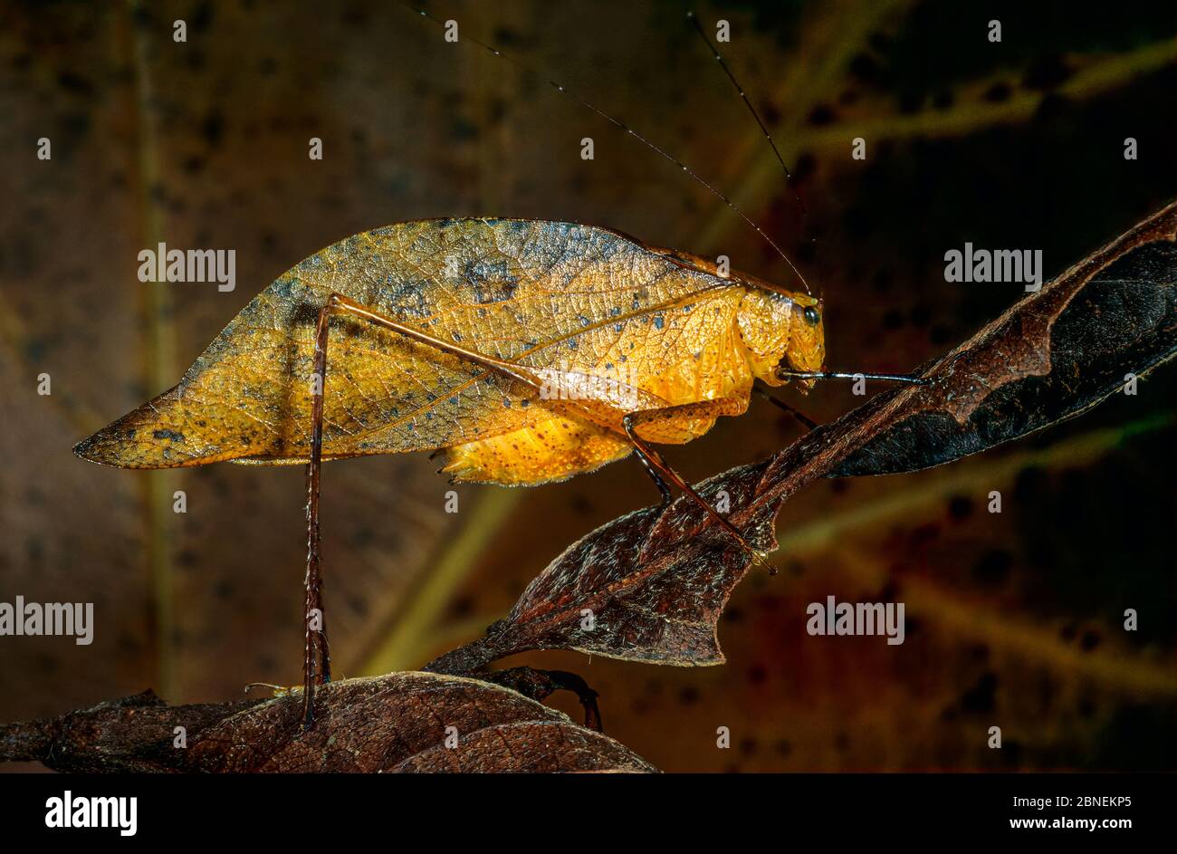 Leaf-mimic katydid (species undetermined) in rainforest of Guatemala ...