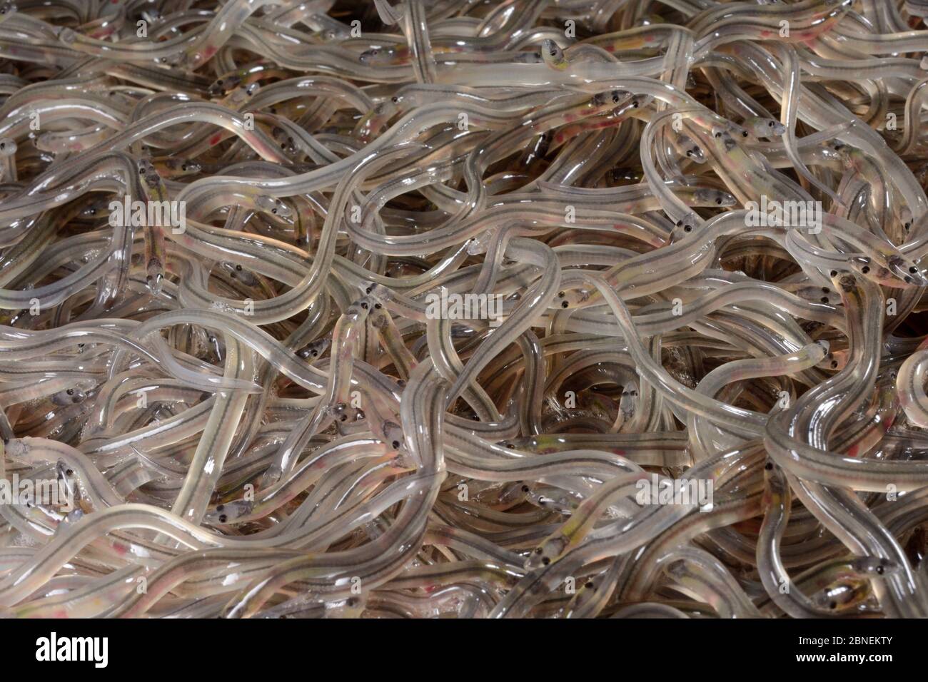 Glass Eels Young European Eel Anguilla Anguilla Elvers Packed In An Insulated Box At Uk Glass