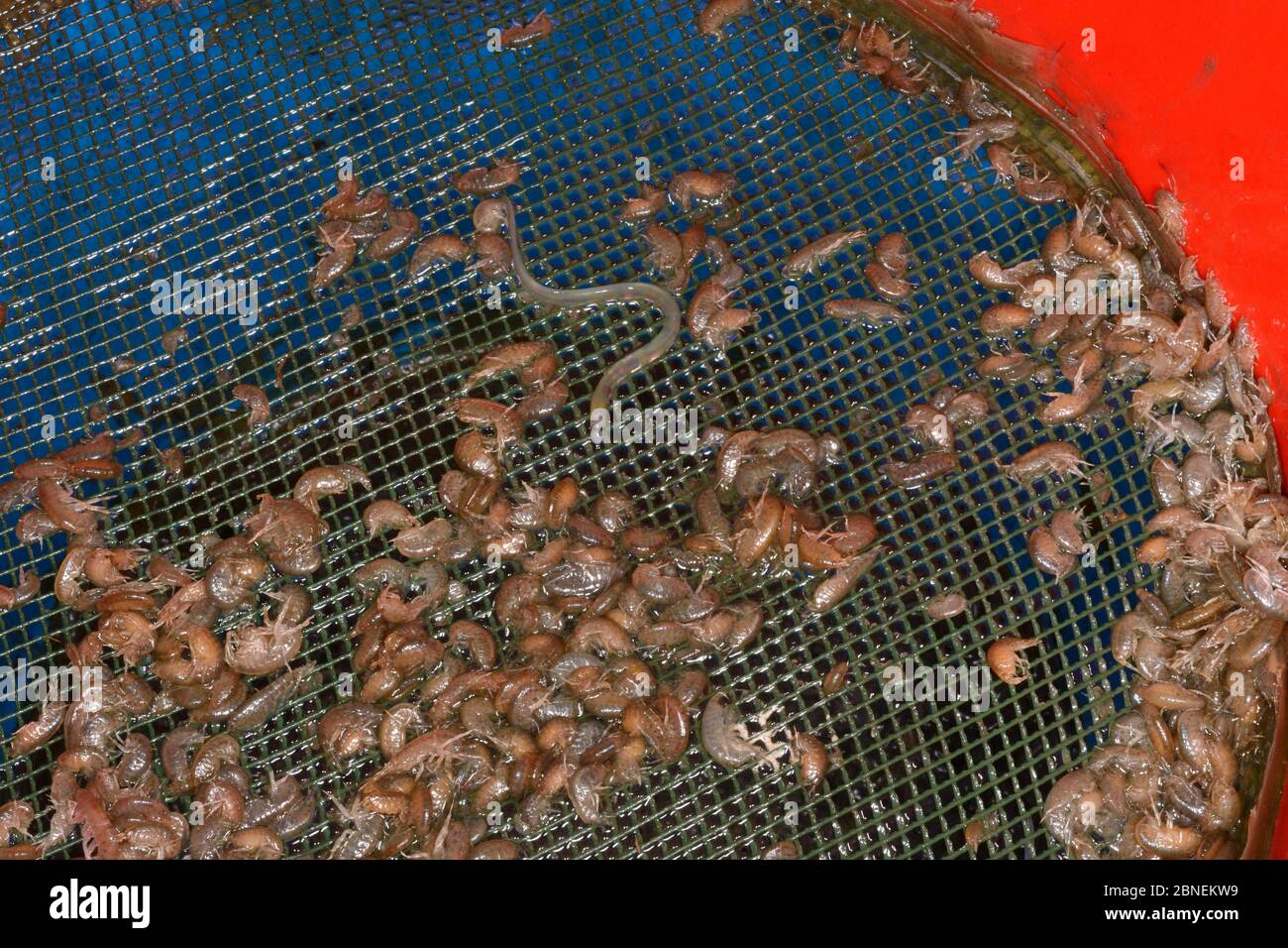 Pass Through A Sieve High Resolution Stock Photography and Images - Alamy