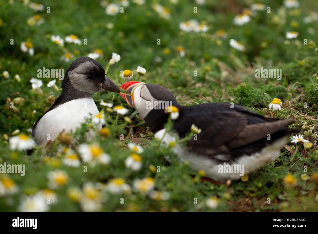 Baby puffin hi-res stock photography and images - Alamy