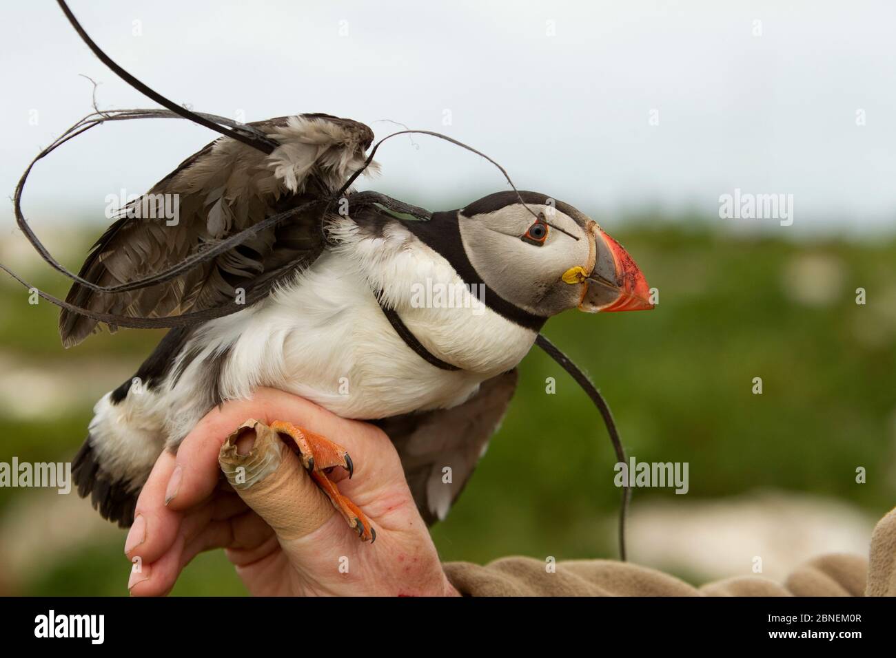Plastic puffin hi-res stock photography and images - Alamy