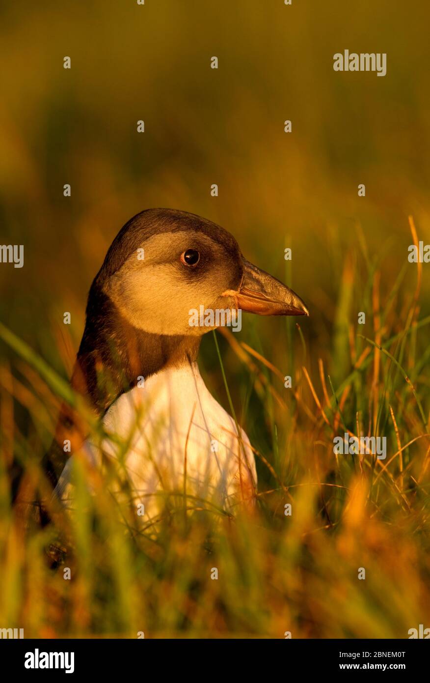 Baby puffin hi-res stock photography and images - Alamy