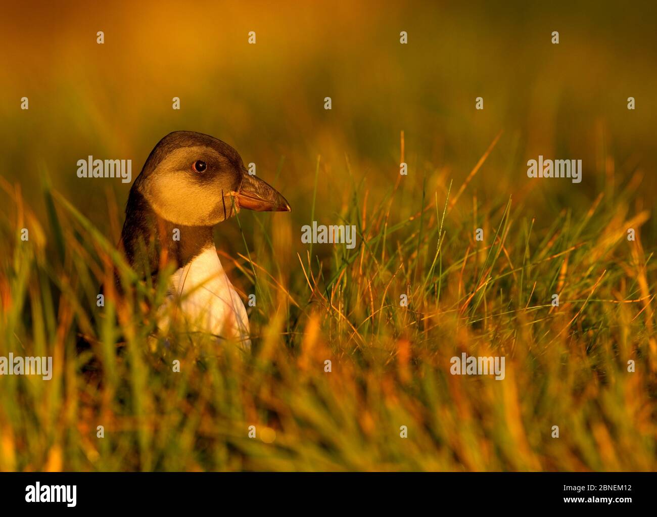 Baby puffin hi-res stock photography and images - Alamy