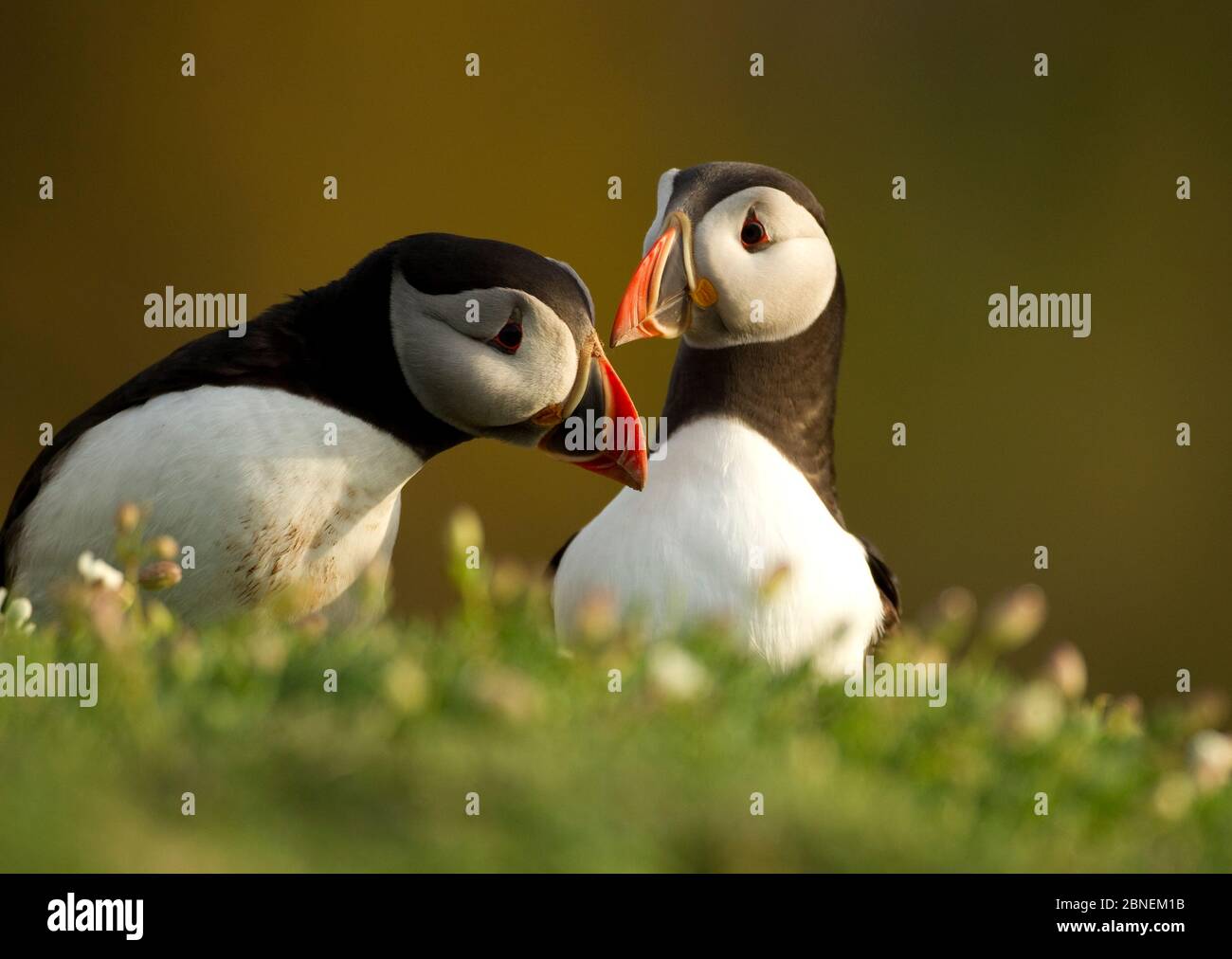 Male puffin hi-res stock photography and images - Alamy