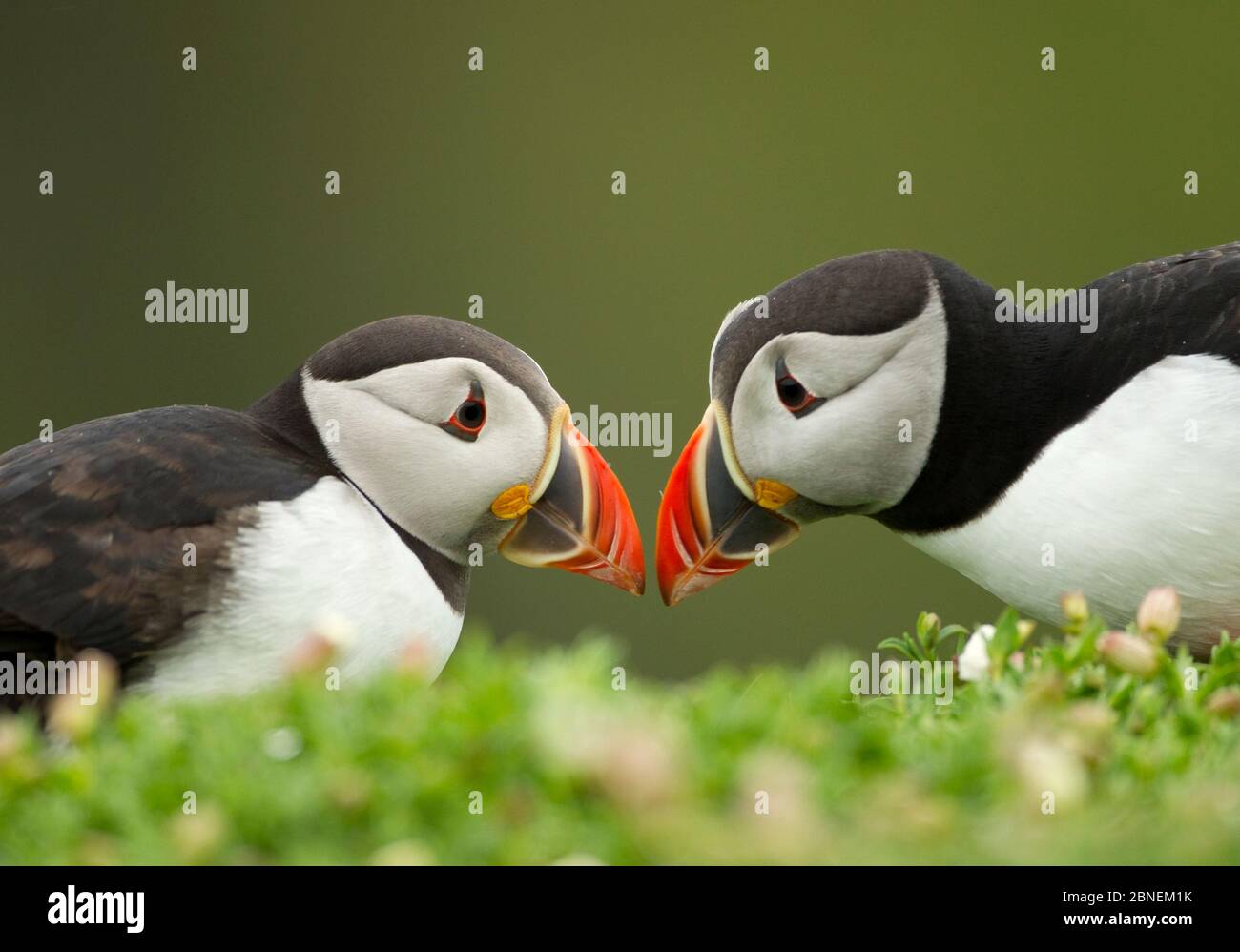 Atlantic Puffin (Fratercula arctica) pair bill rubbing part of ritual ...