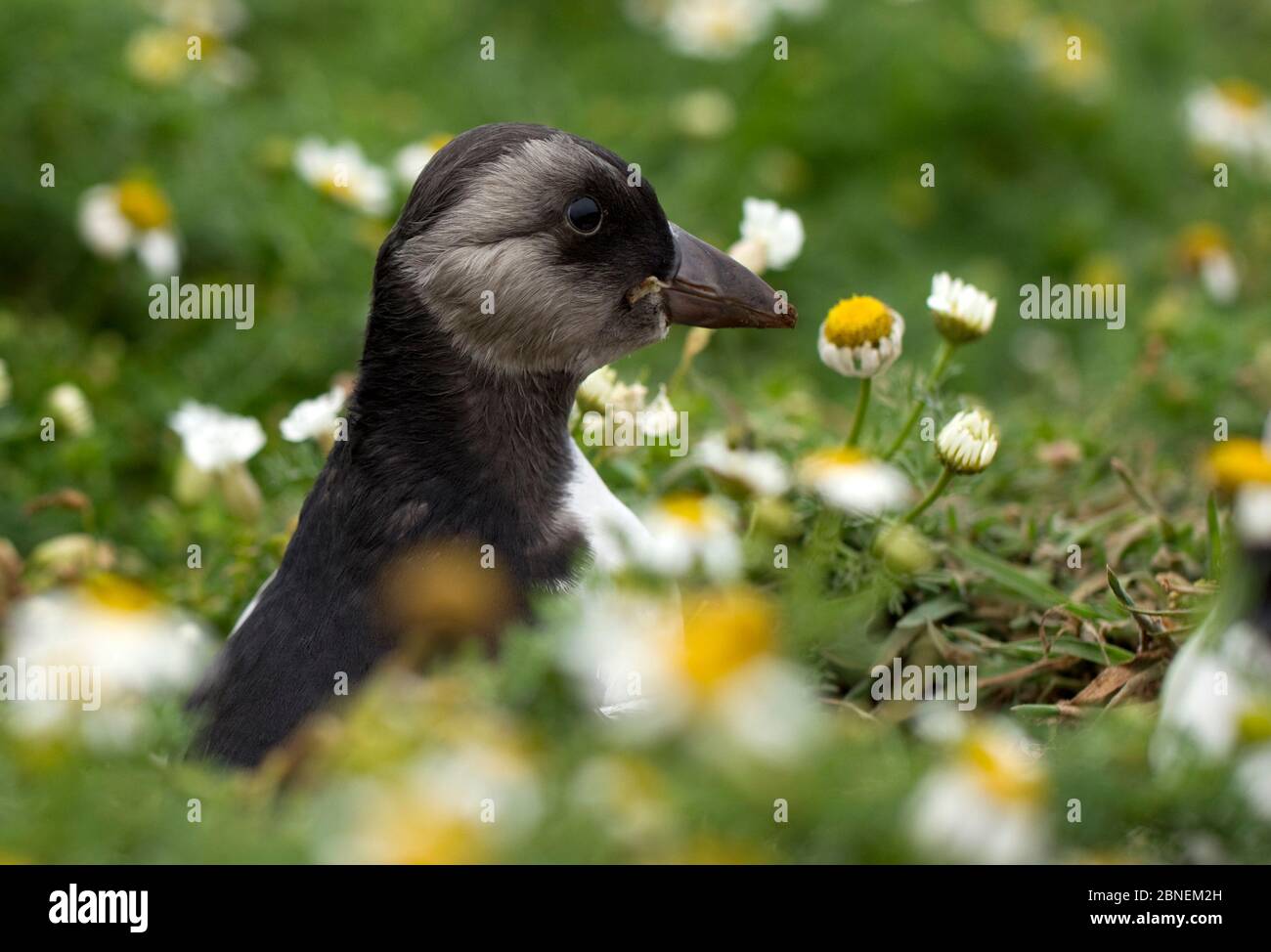 Baby puffin hi-res stock photography and images - Alamy