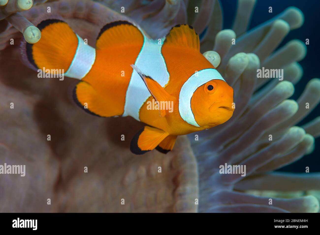 Western clownfish (Amphiprion oceallaris) in a Magnificent sea anemone ...