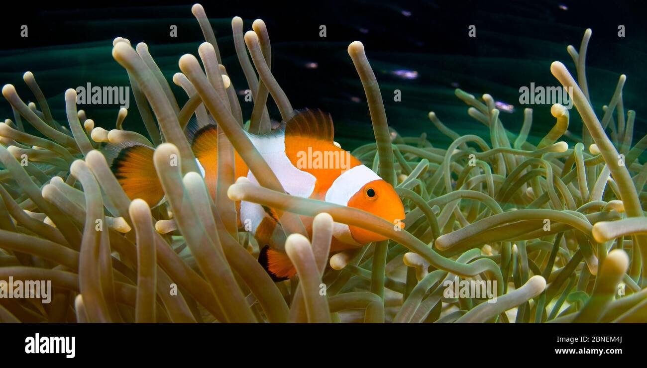 Western clownfish (Amphiprion oceallaris) races through the tentacles ...