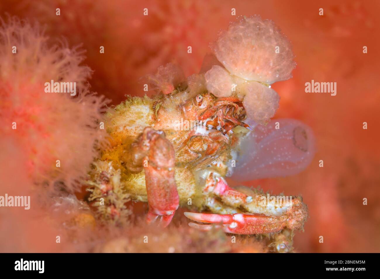 Sharpnose crab (Scyra acutifrons) sheltering in soft coral, while ...