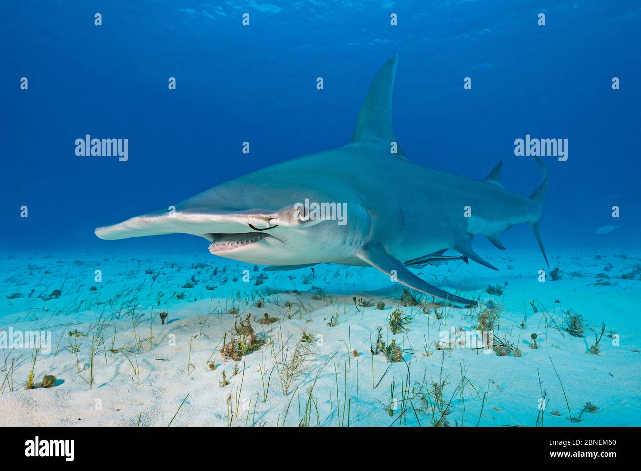 Great hammerhead shark (Sphyrna mokarran) female in shallow water. This ...