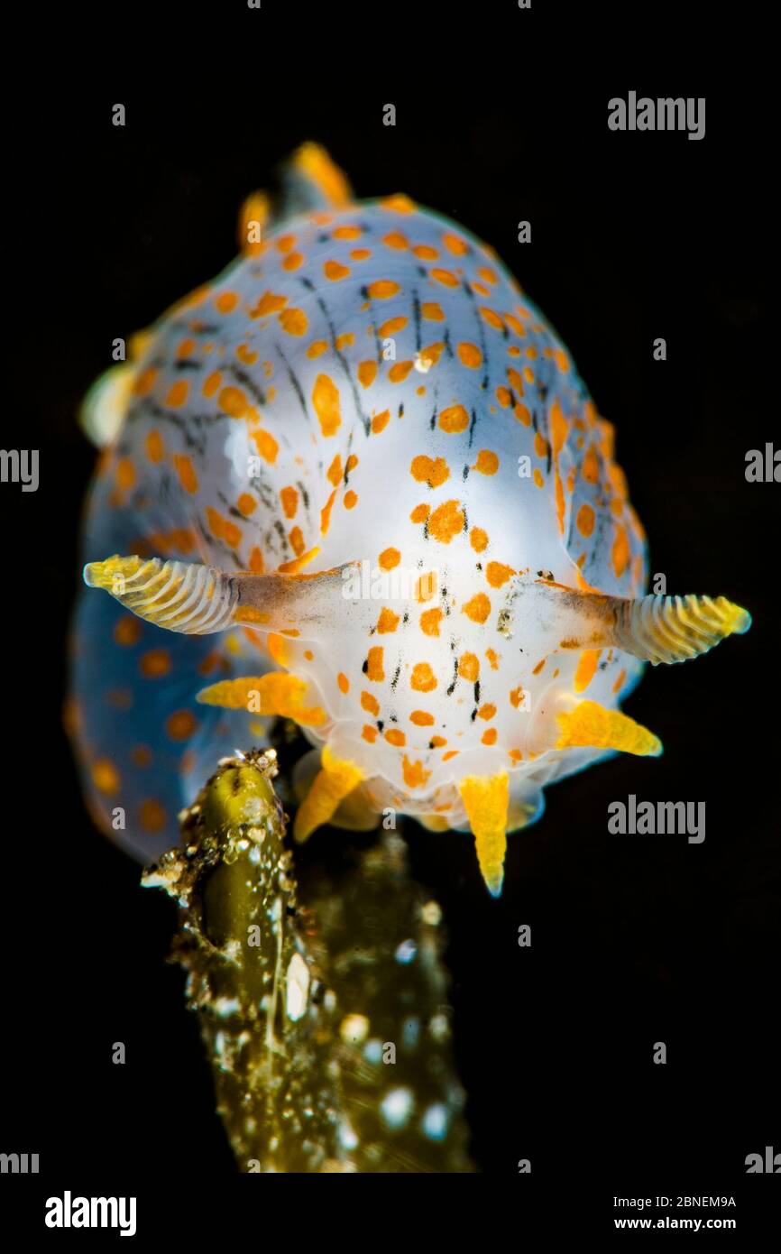 Polycera Quadrilineata High Resolution Stock Photography and Images - Alamy
