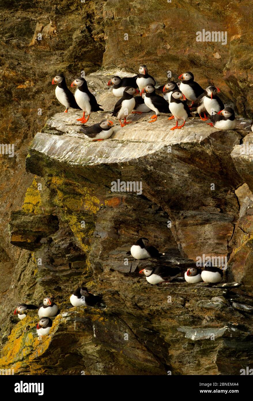 Cliff ledges hi-res stock photography and images - Alamy