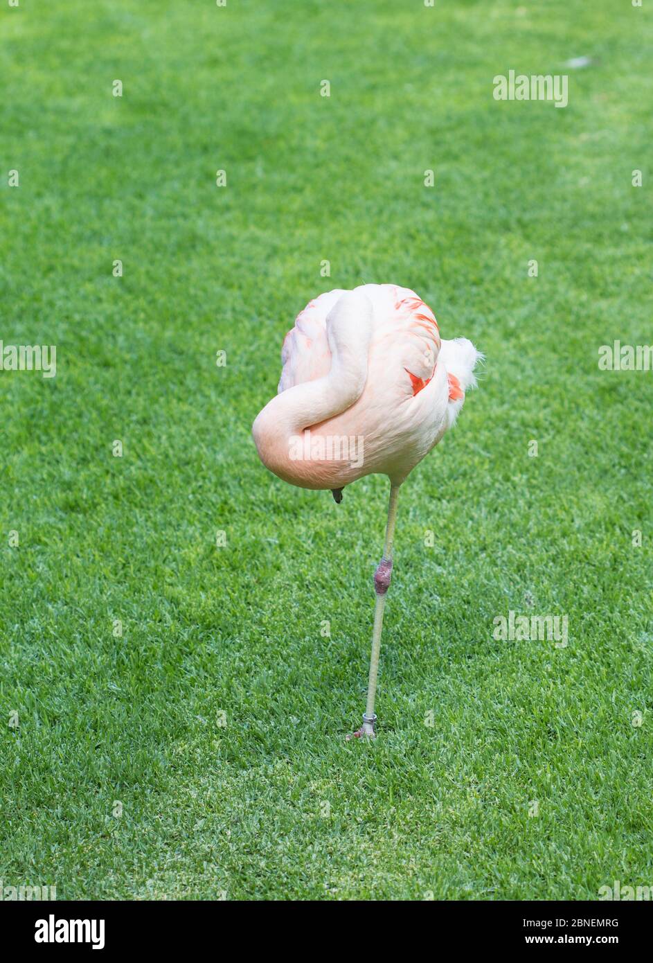 Pink flamingo against green background. Flamingo stands on one leg ...