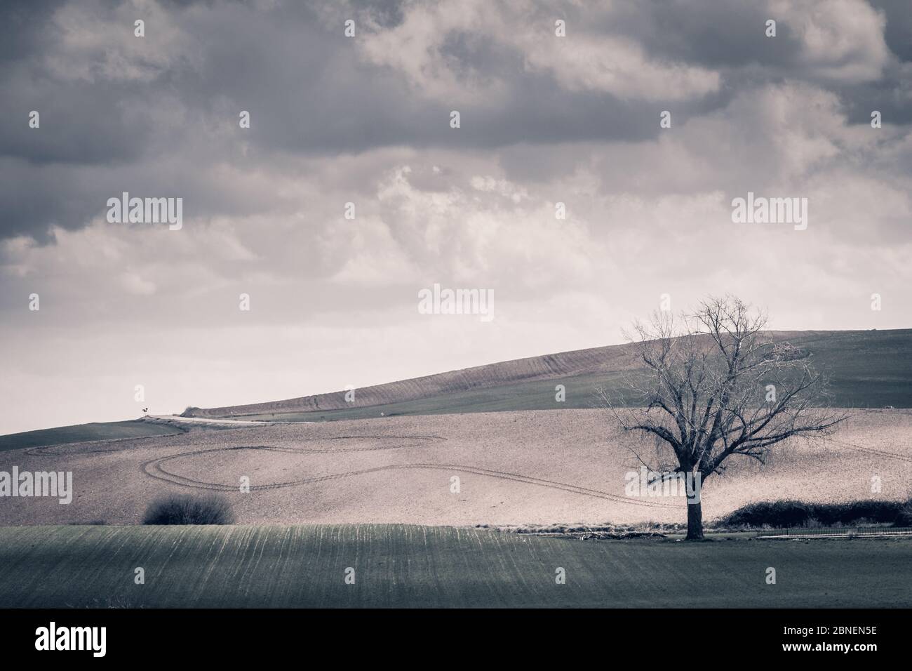 Single bare tree in a beautiful land with hills under storm clouds ...