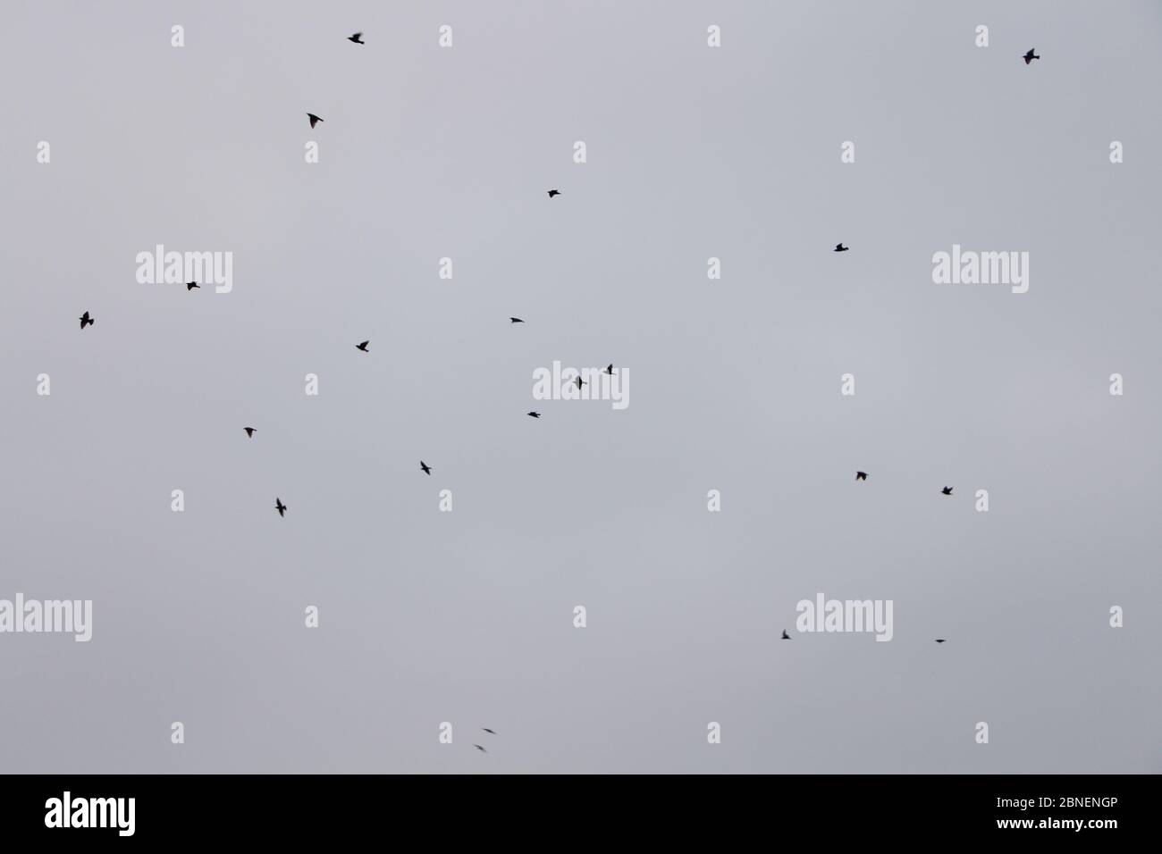 Low angle shot of a flock of birds flying under the beautiful clear sky ...
