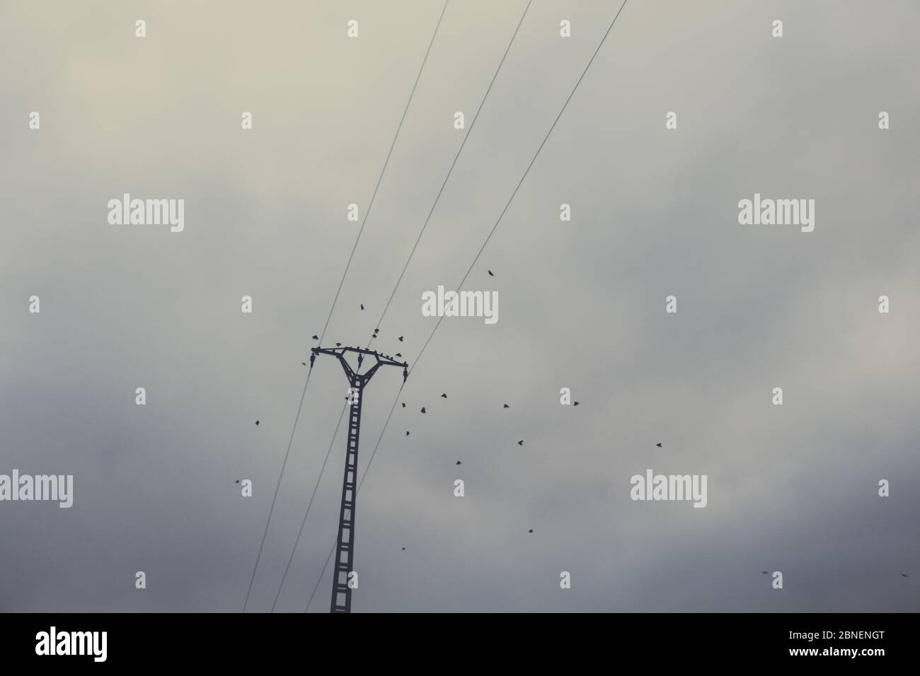 Low angle shot of a flock of birds flying around electricity wires ...