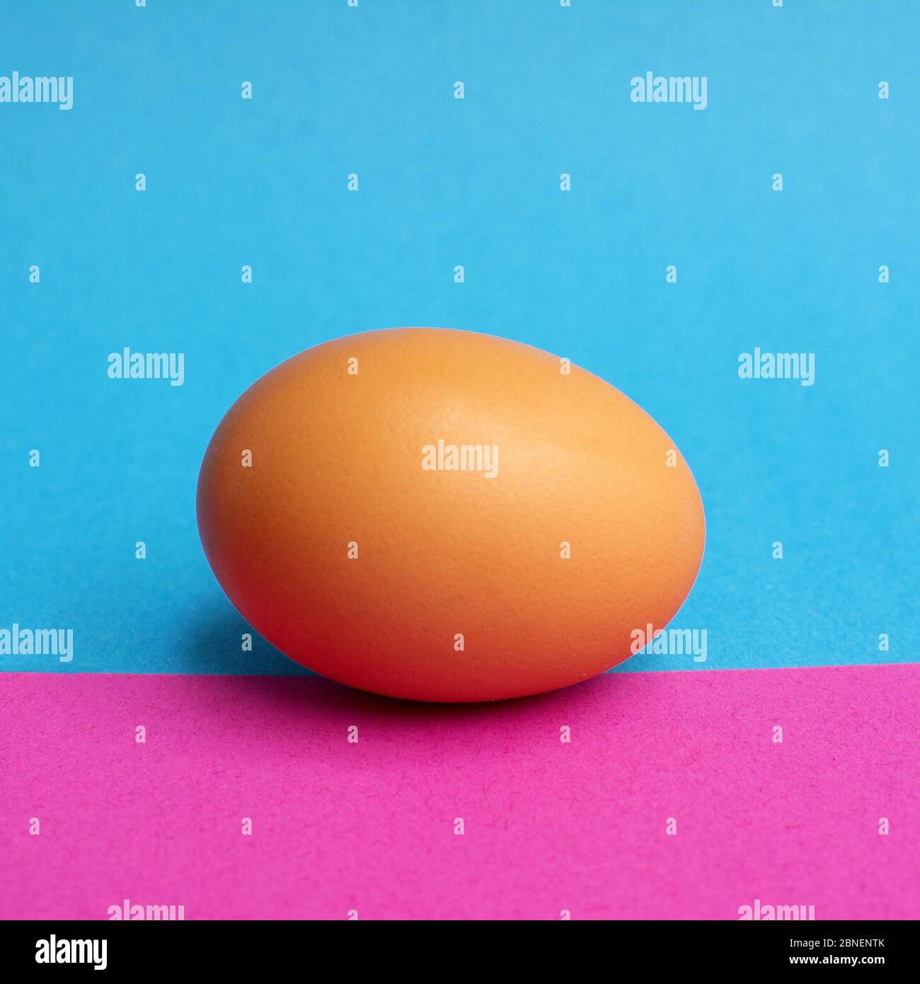 Closeup of a brown egg under the lights against a blue and pink ...