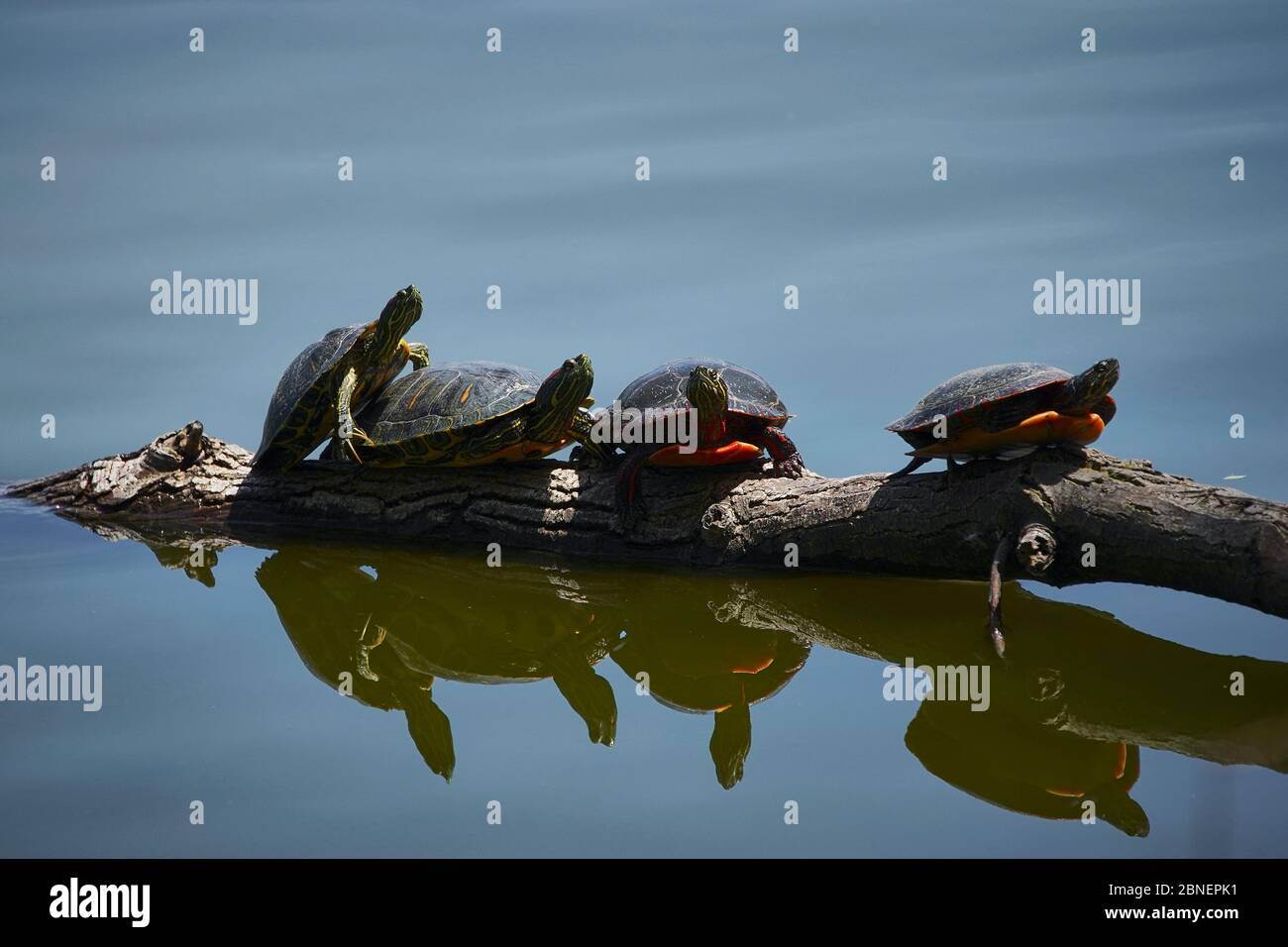 sun bathing turtles Stock Photo - Alamy