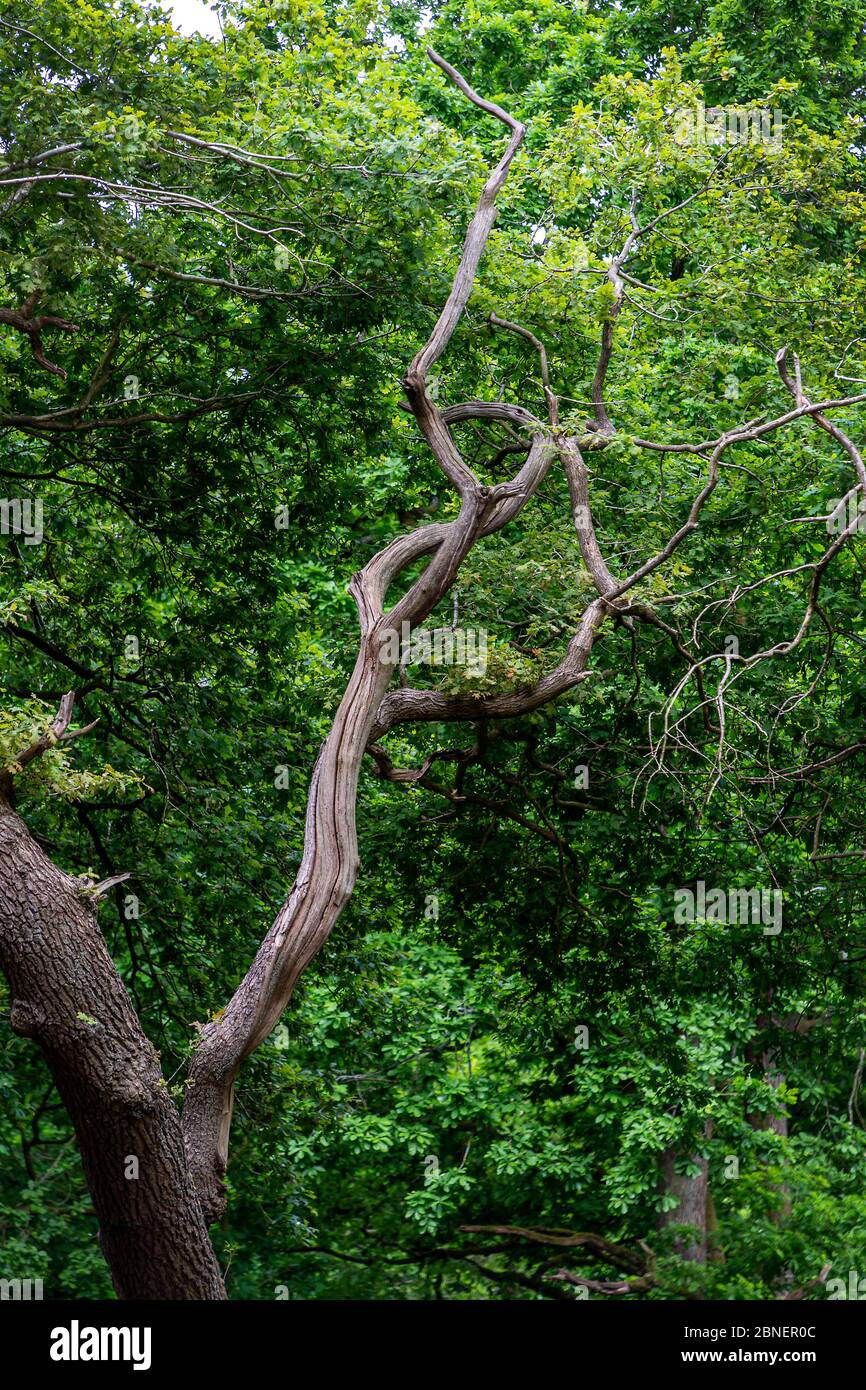 Top section of a mature Oak tree where many branches reach out and ...