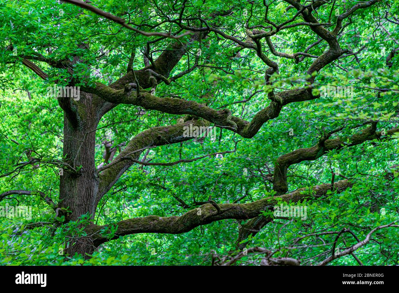 Top section of a mature Oak tree where many branches reach out and ...