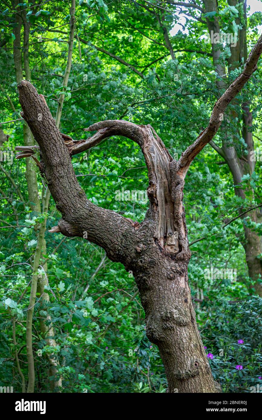 Top section of a mature Oak tree where many branches reach out and ...