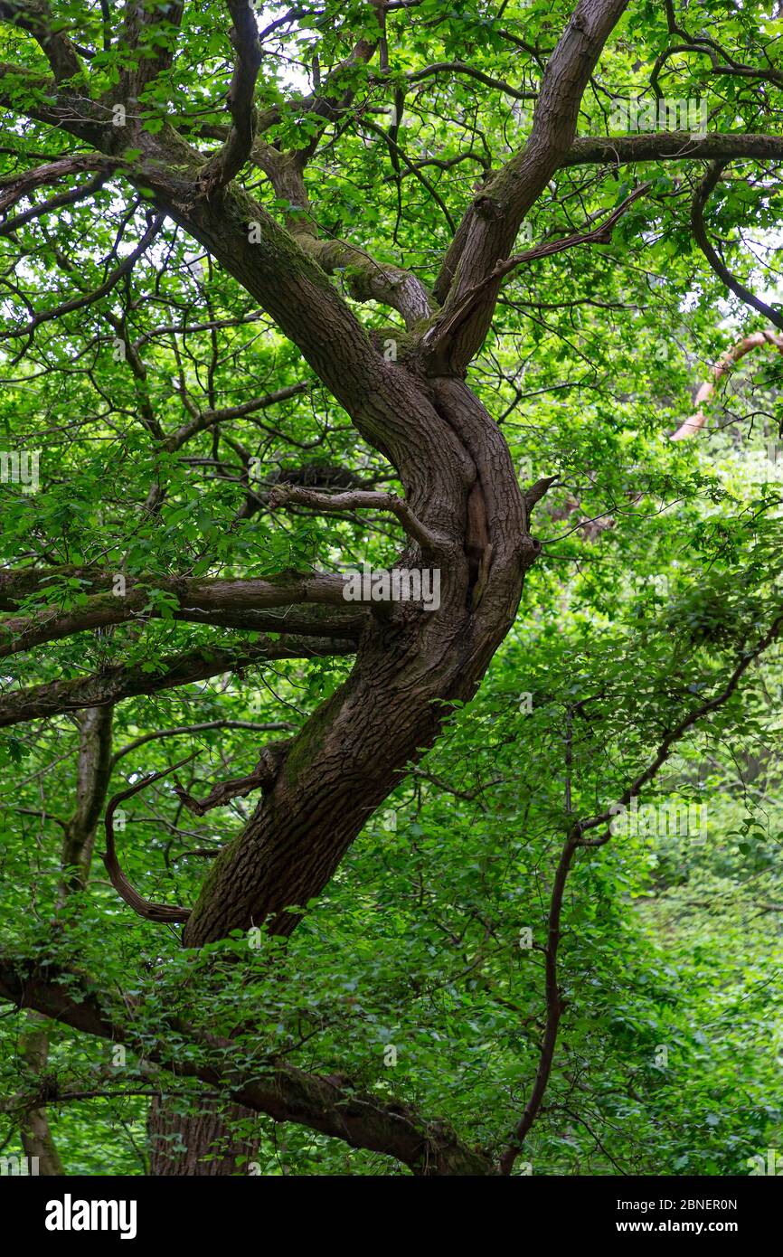 Top section of a mature Oak tree where many branches reach out and ...